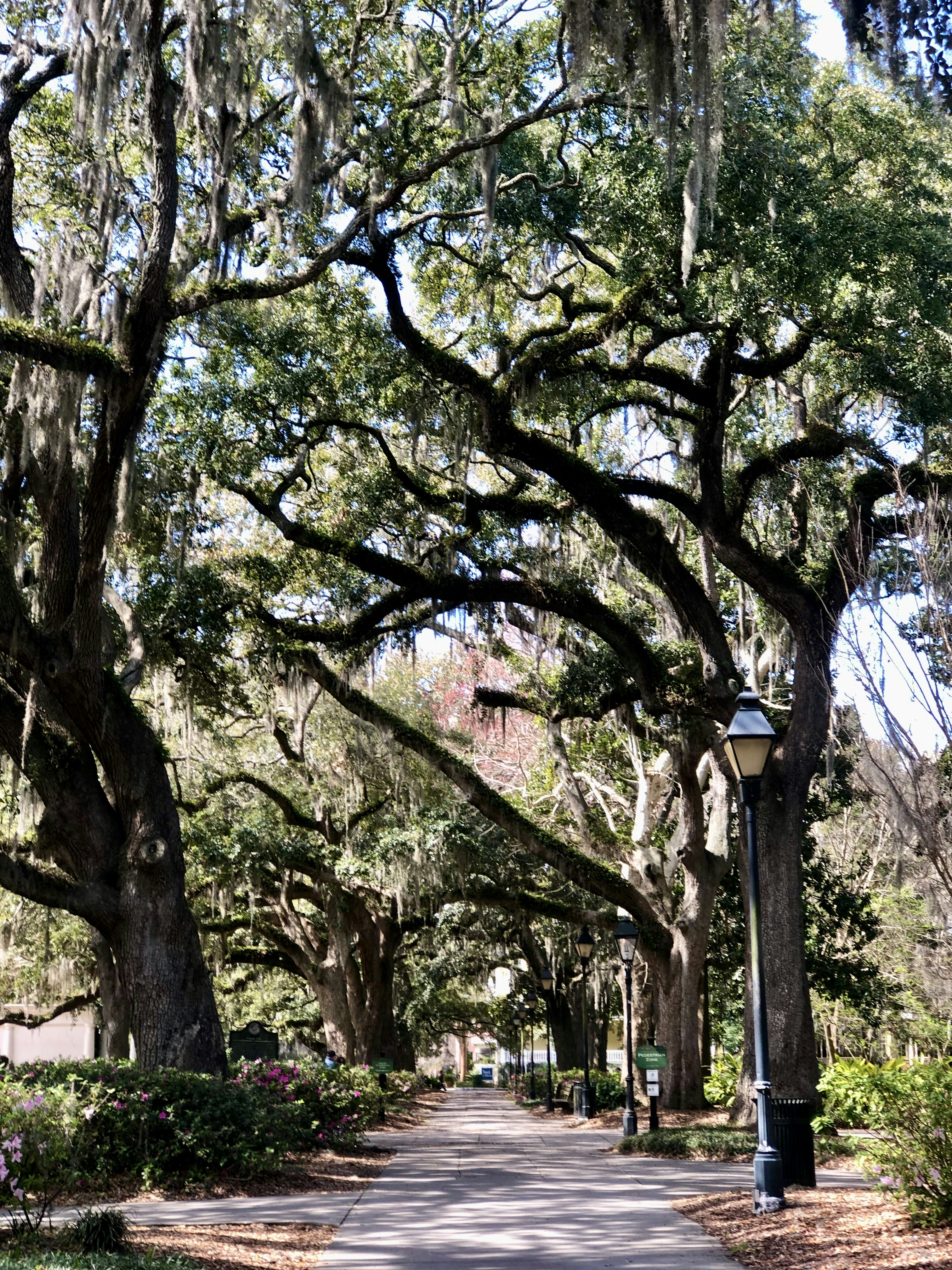 a street lined with trees covered in spanish moss