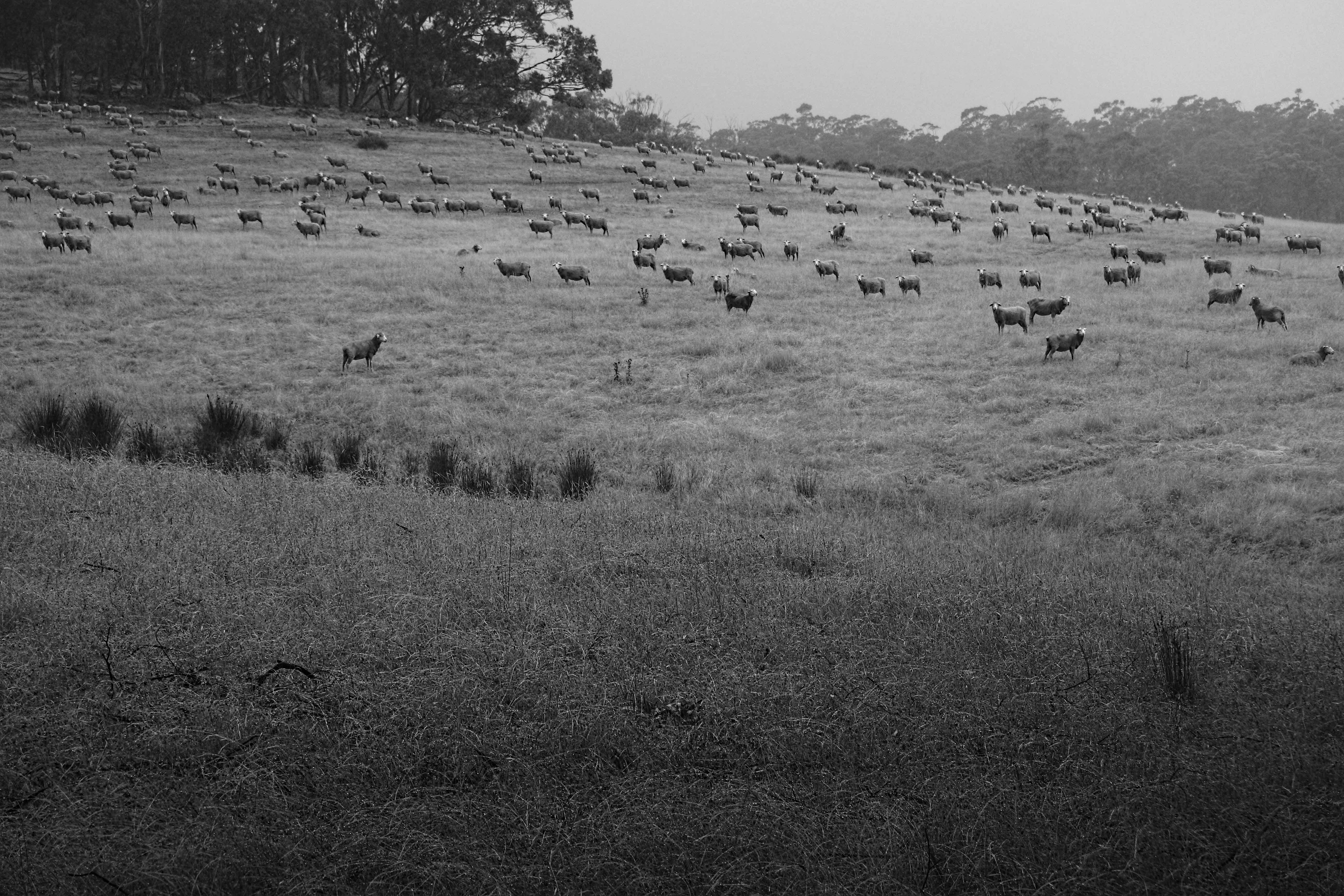 a black and white photo of a herd of sheep
