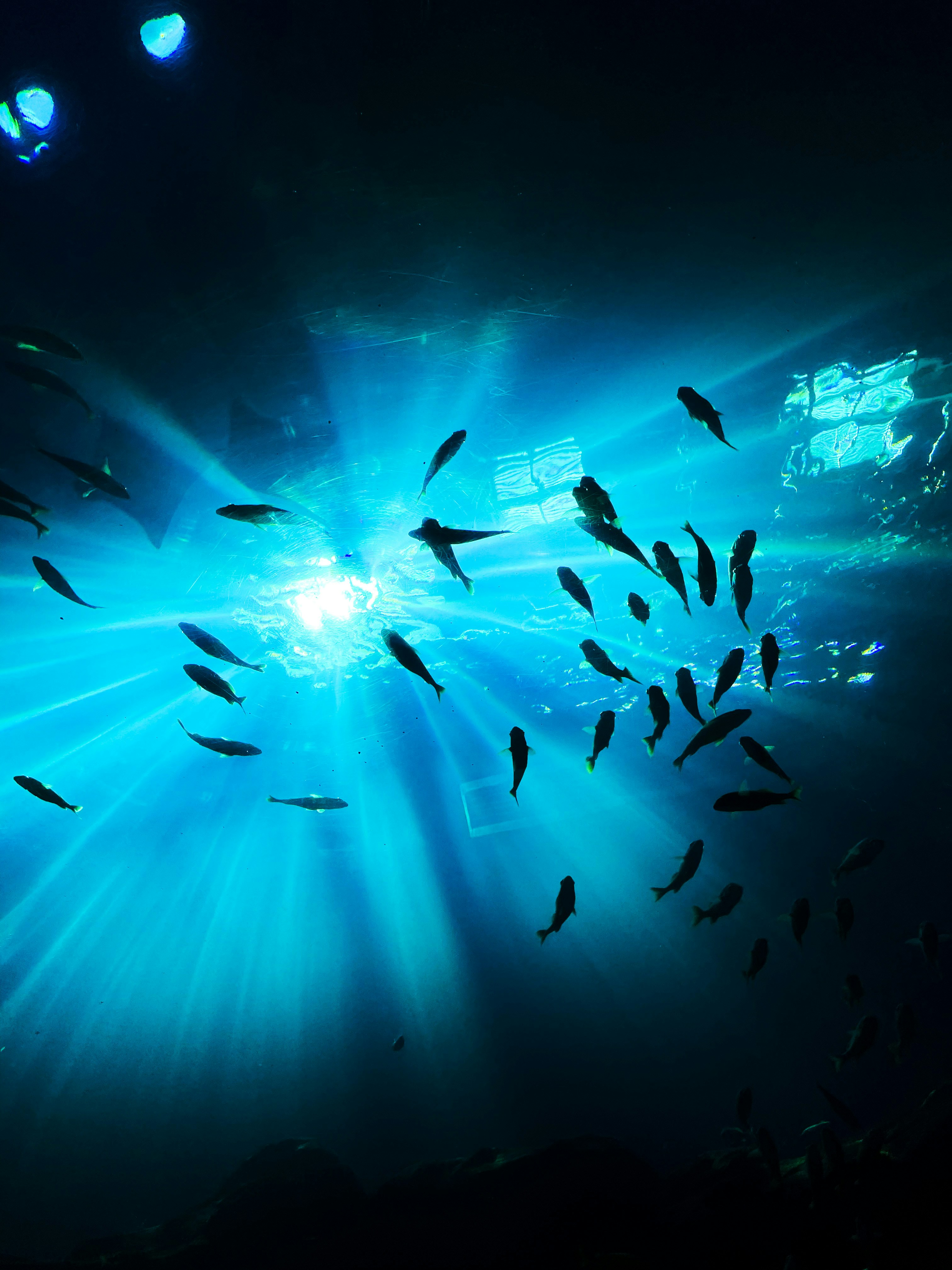 Un grand groupe de poissons nageant sous une lumière bleue photo ...
