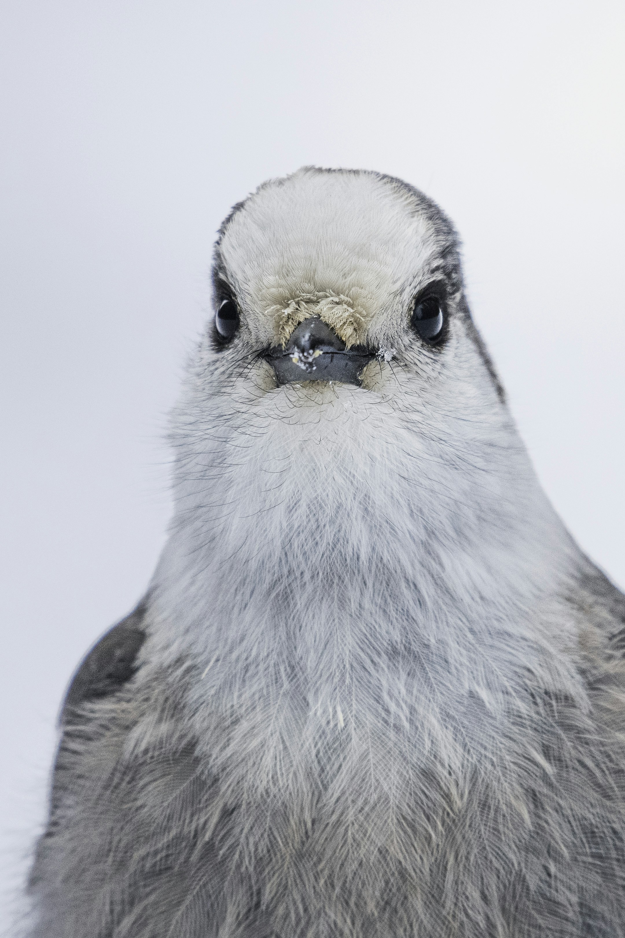 Curious Gaze: A close-up of a young gull’s face in pale light