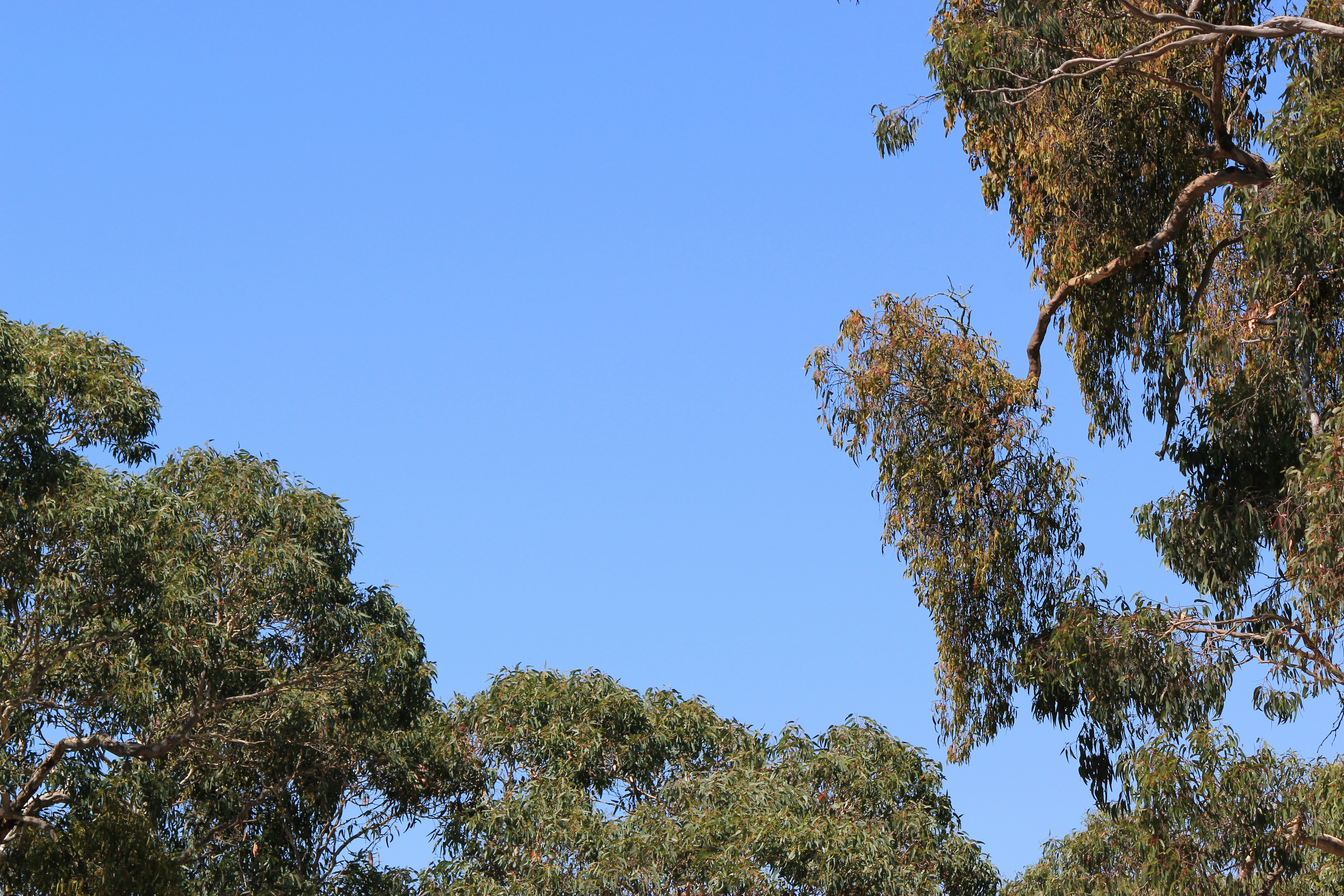 Lush eucalyptus trees frame a vibrant blue sky, showcasing the beauty of nature's palette.