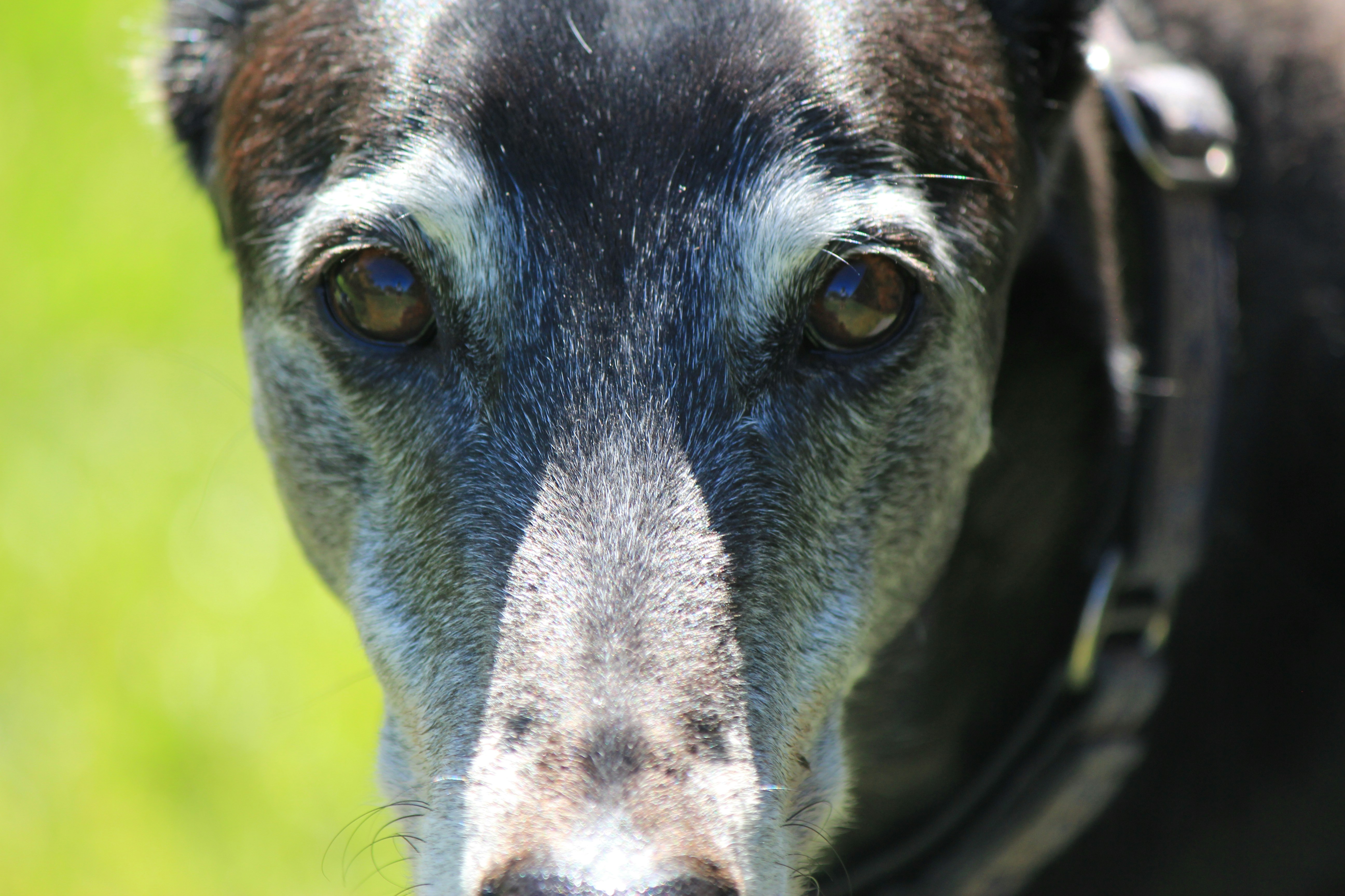 Forward Gaze: a Greyhound's Close-Up of a Morning Stare