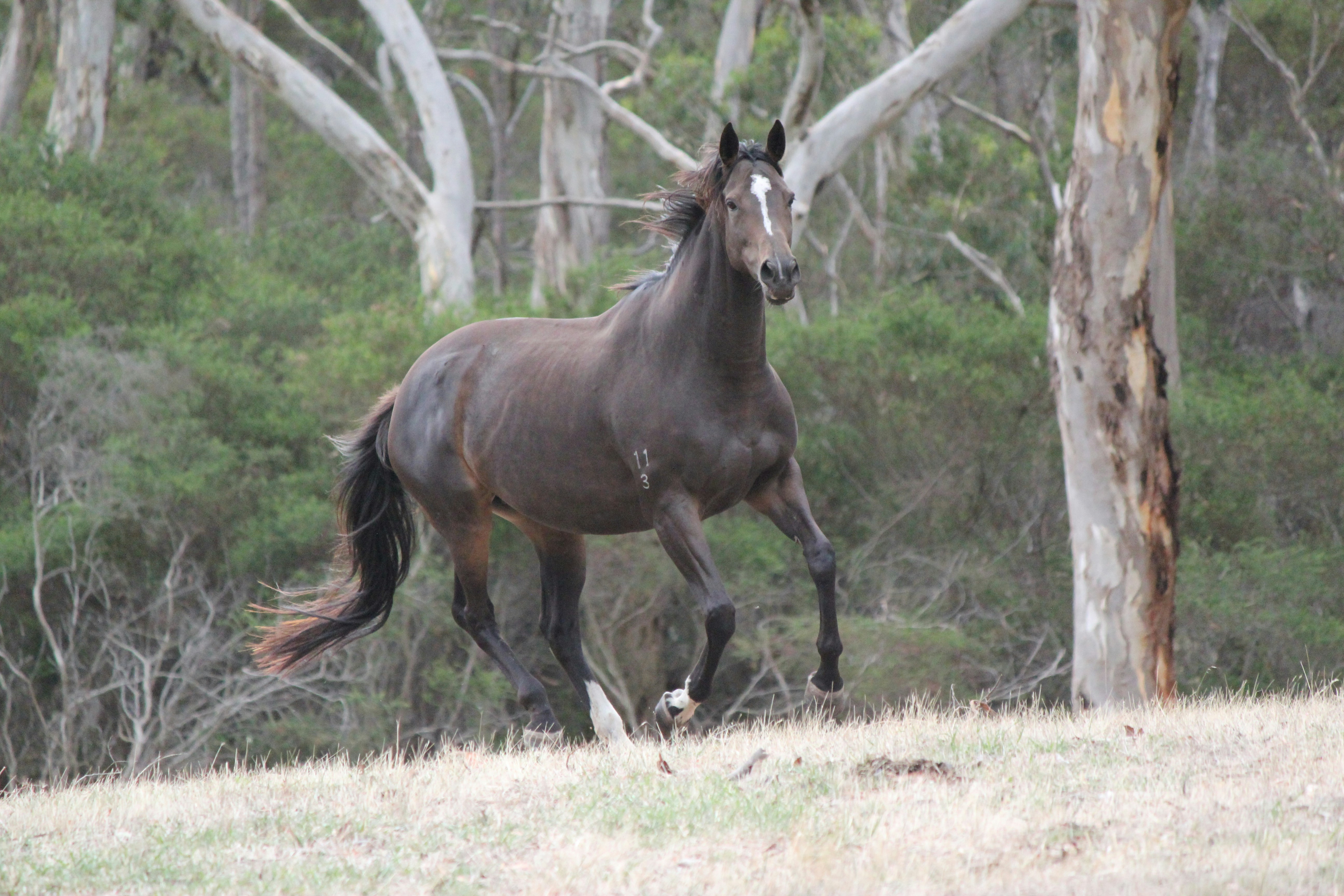 A brown horse running through a field next to trees photo – Free Grey ...