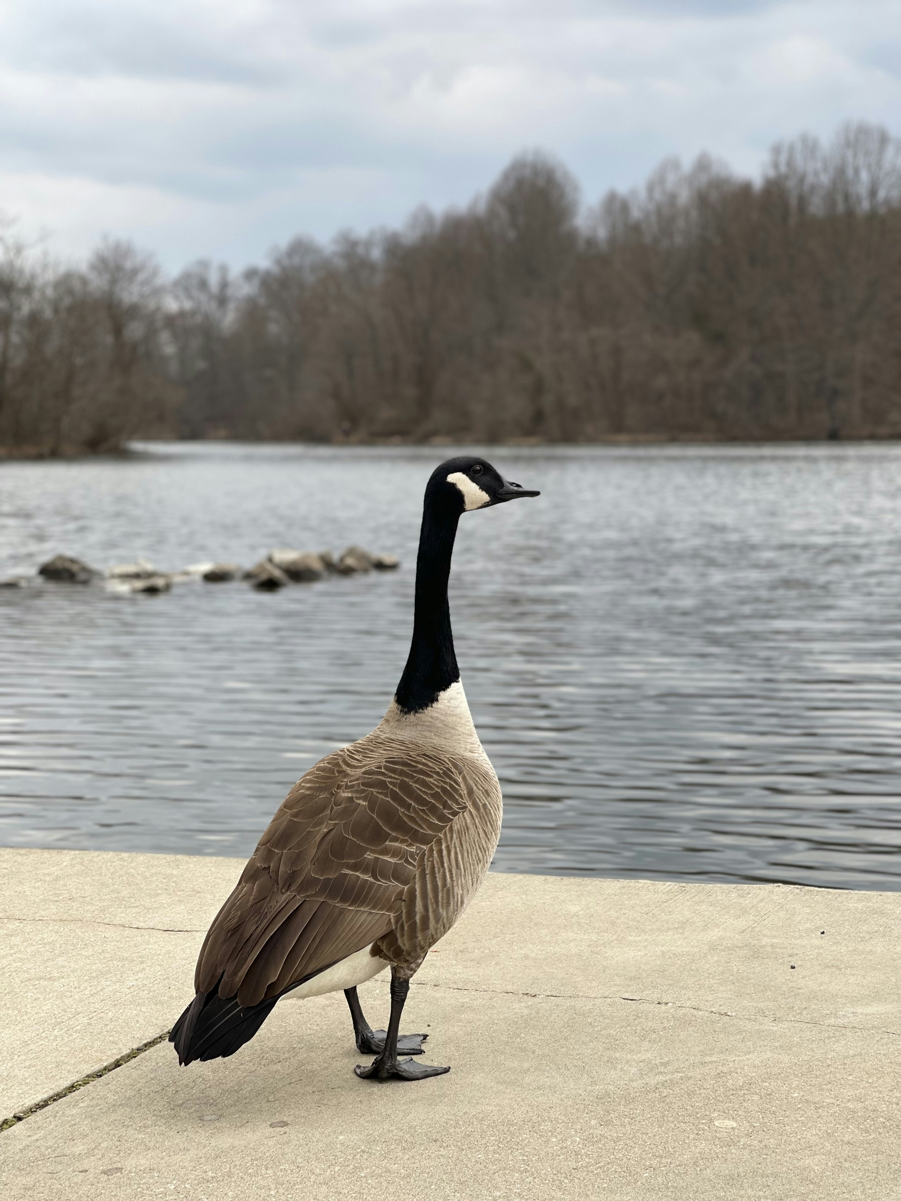 Canada Goose
