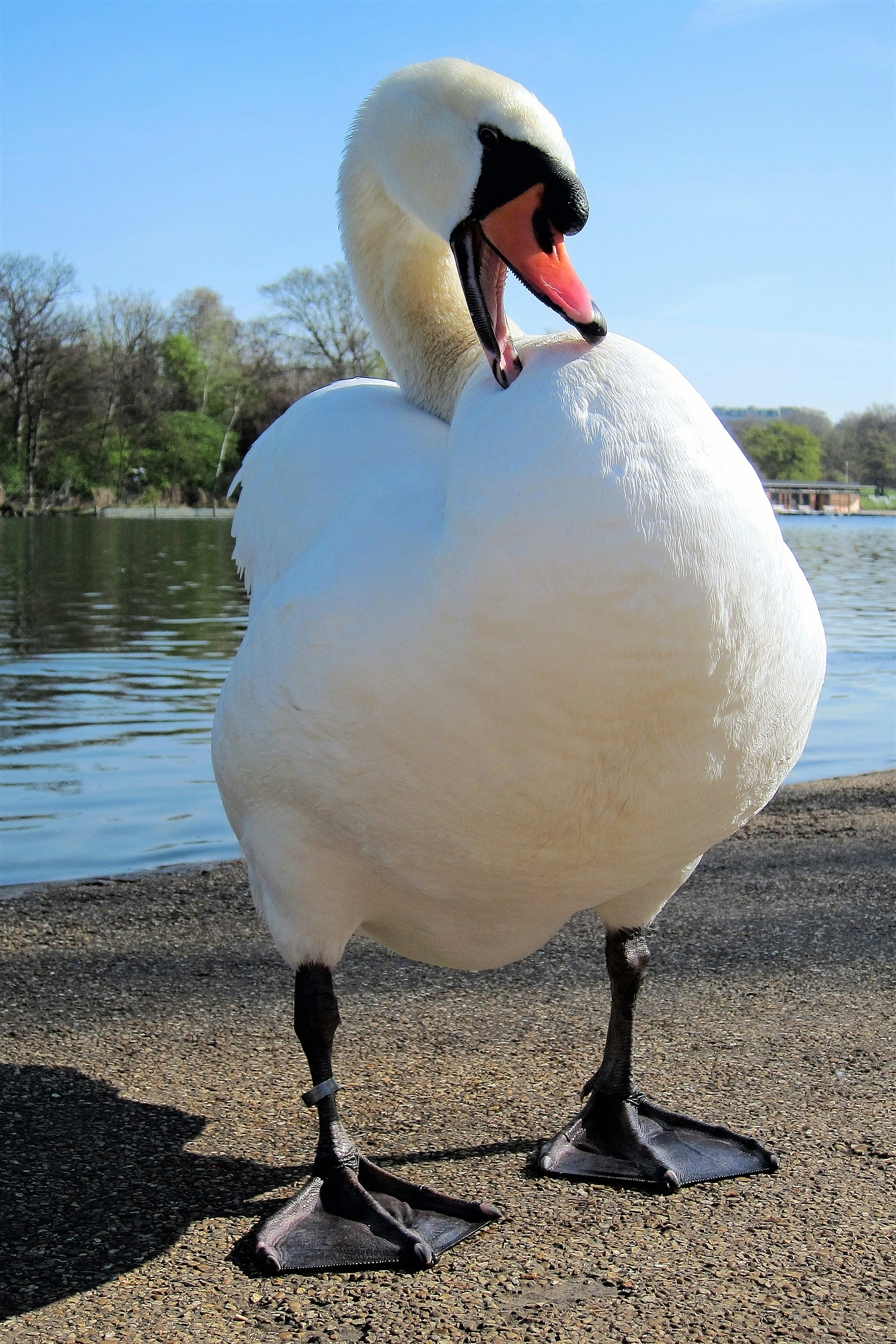 Close-up of a white mute swan standing on a pebbled lakeside, with calm water and trees in the background. Photograph of a natural scene.