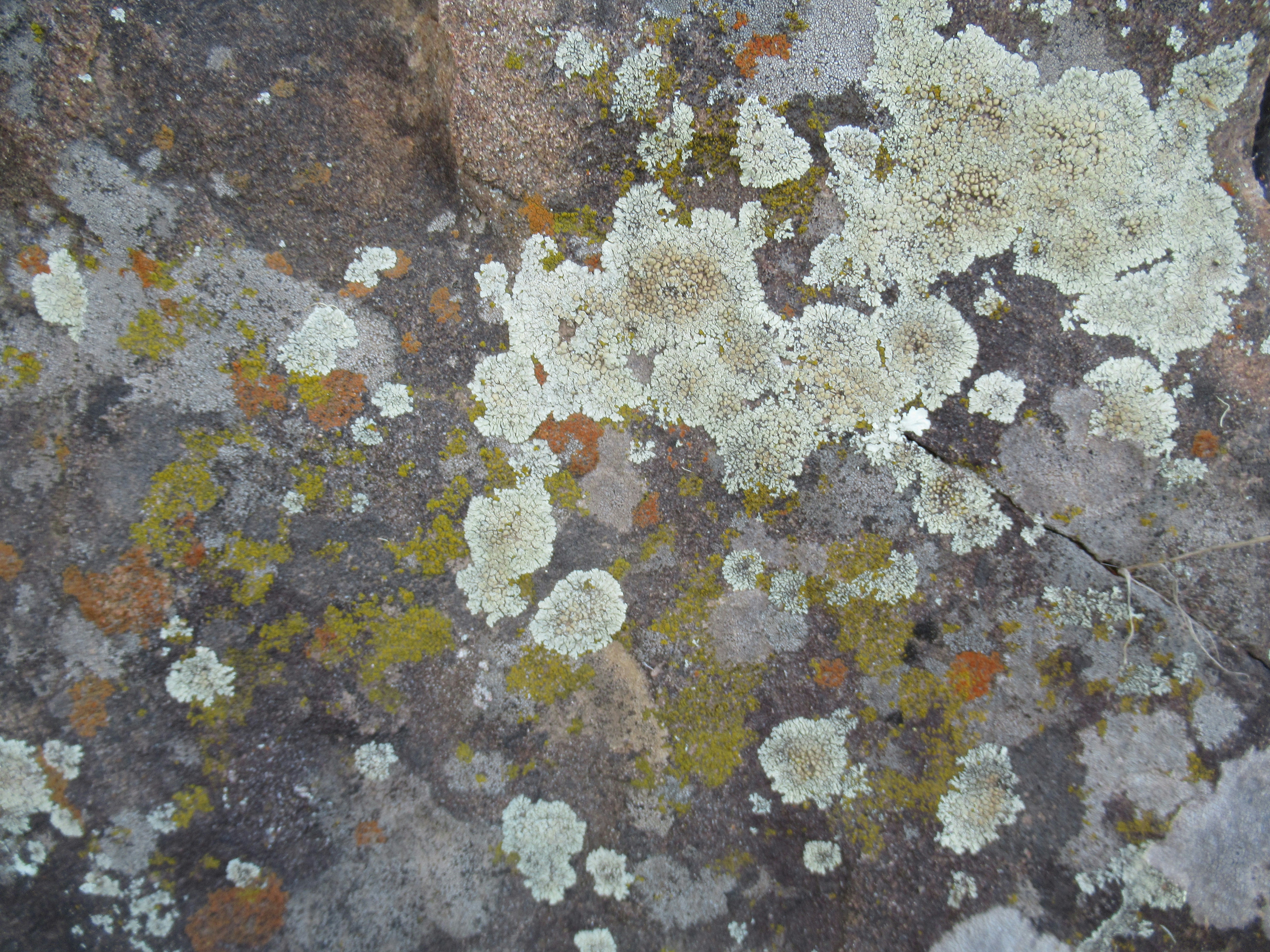 Close-up view of various lichen species growing on a textured rock surface, showcasing a palette of greens, yellows, and whites.