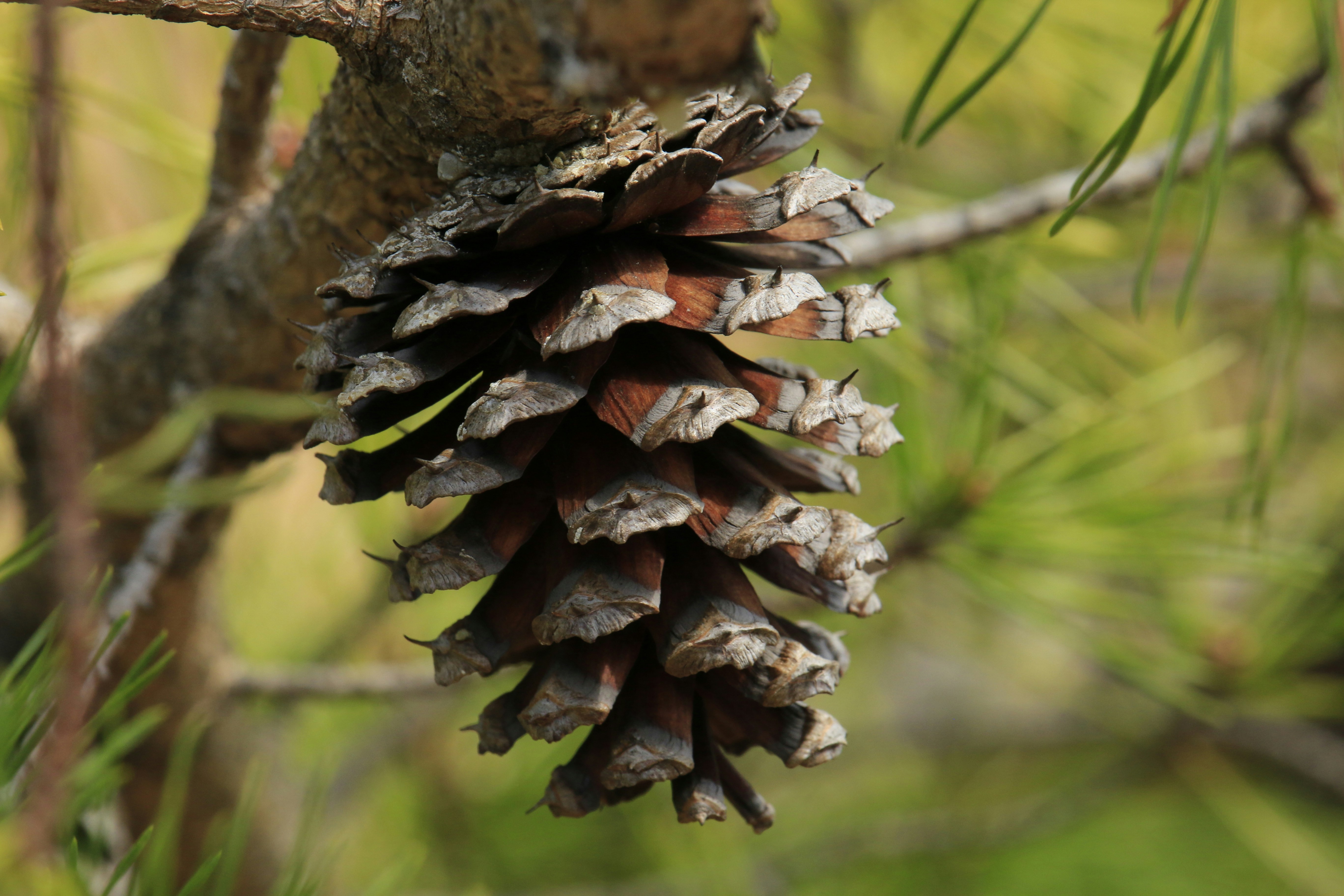 Close-up of a pine cone hanging from a branch, showcasing intricate textures and natural colors. The background features soft green foliage.