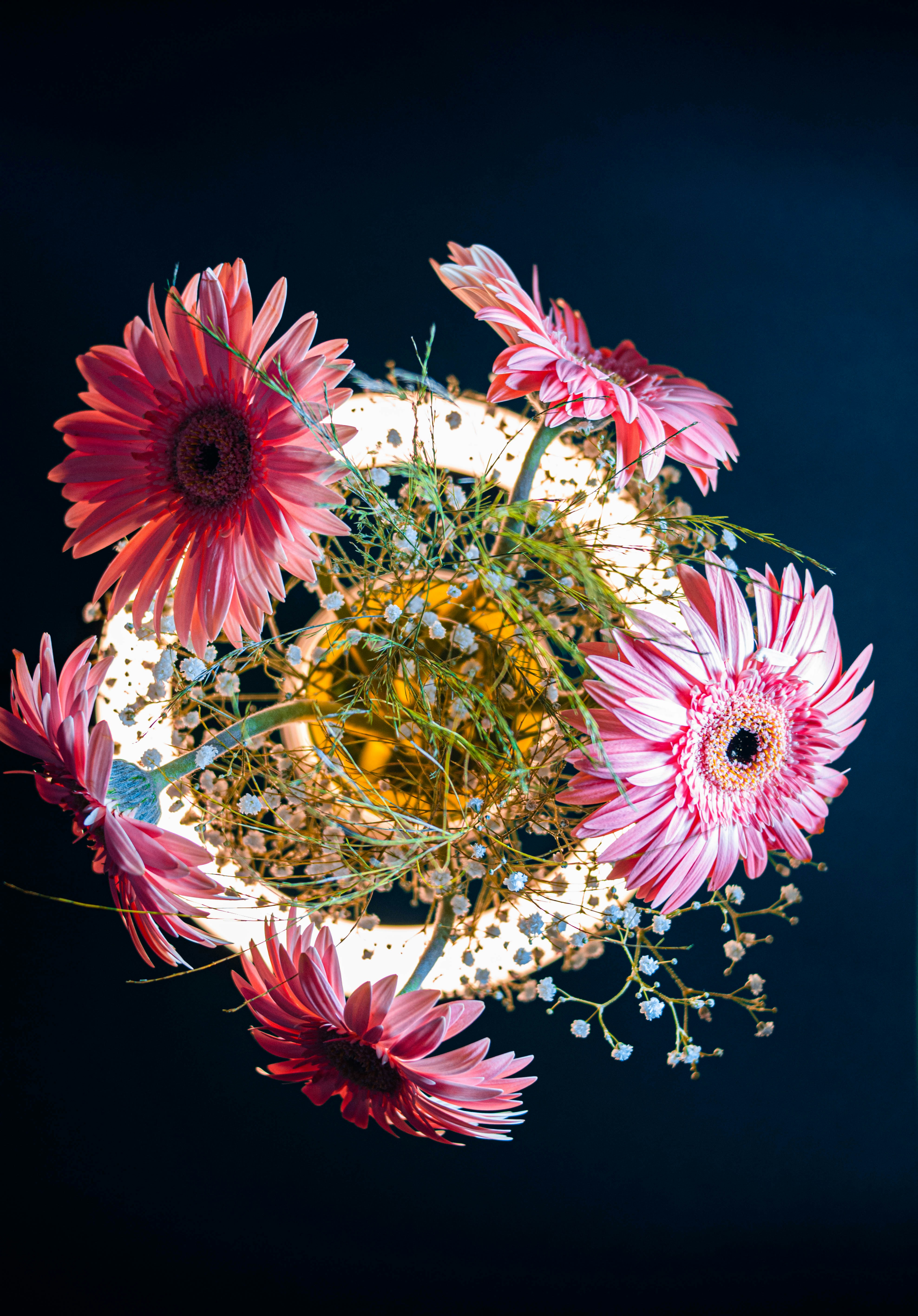 A vibrant arrangement of pink gerbera daisies encircles a glowing light source, creating a striking contrast against a dark backdrop.