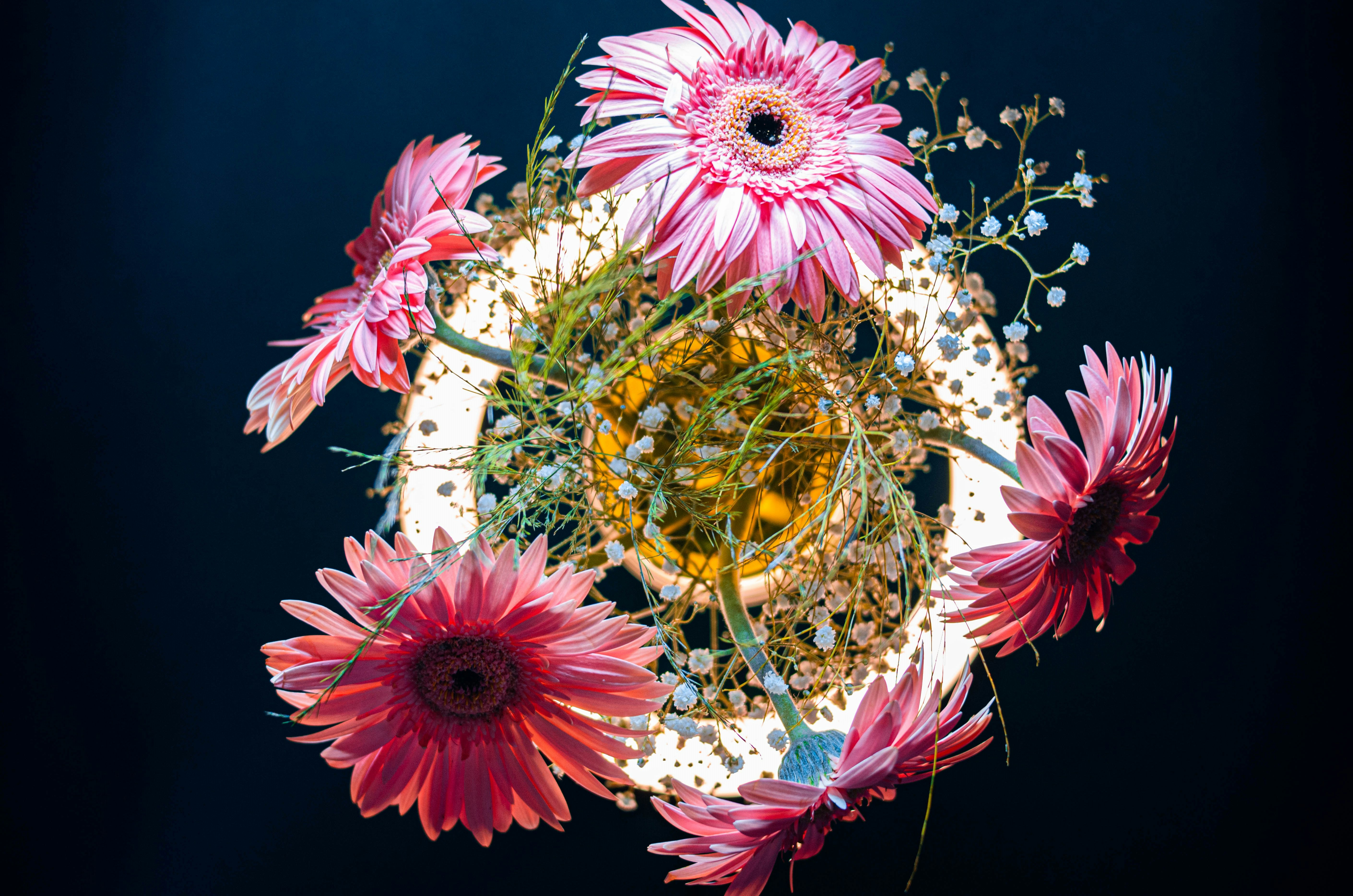 Orbiting Bloom: Pink Gerberas Encircle a Gleaming Central Core