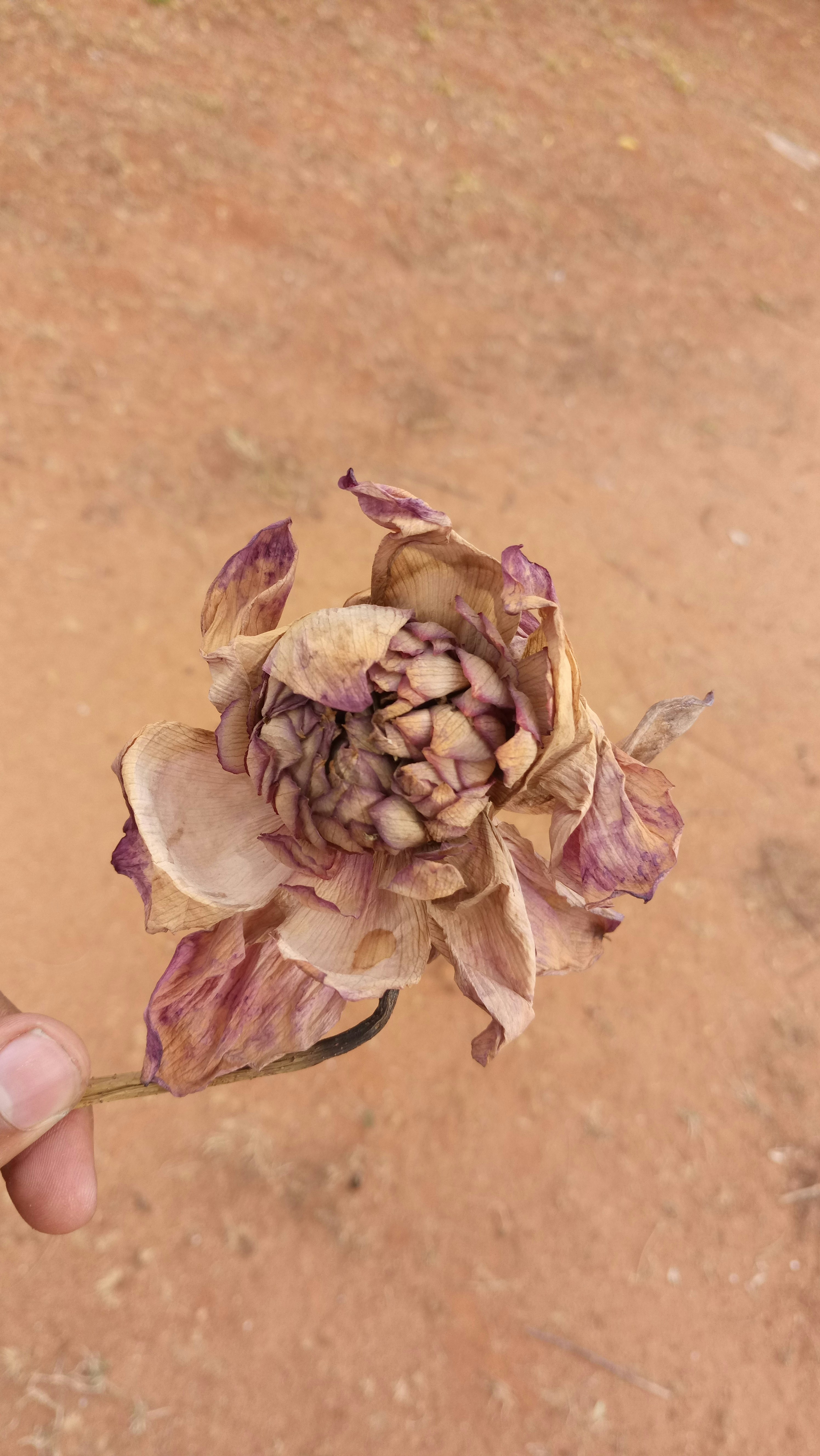 Dry, withered flower held against a textured, sandy backdrop.