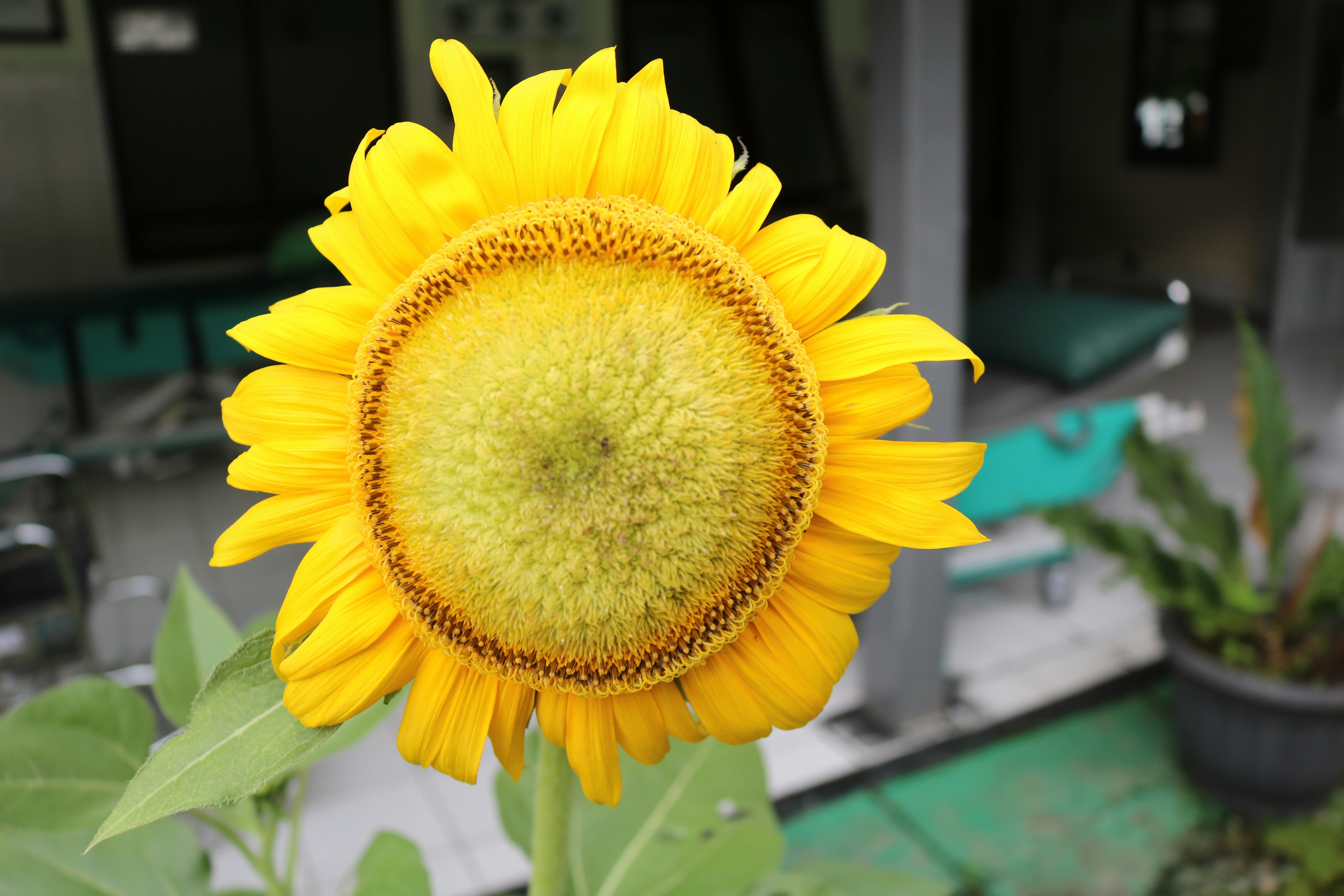 Close-up of a bright yellow sunflower against a blurred urban background.