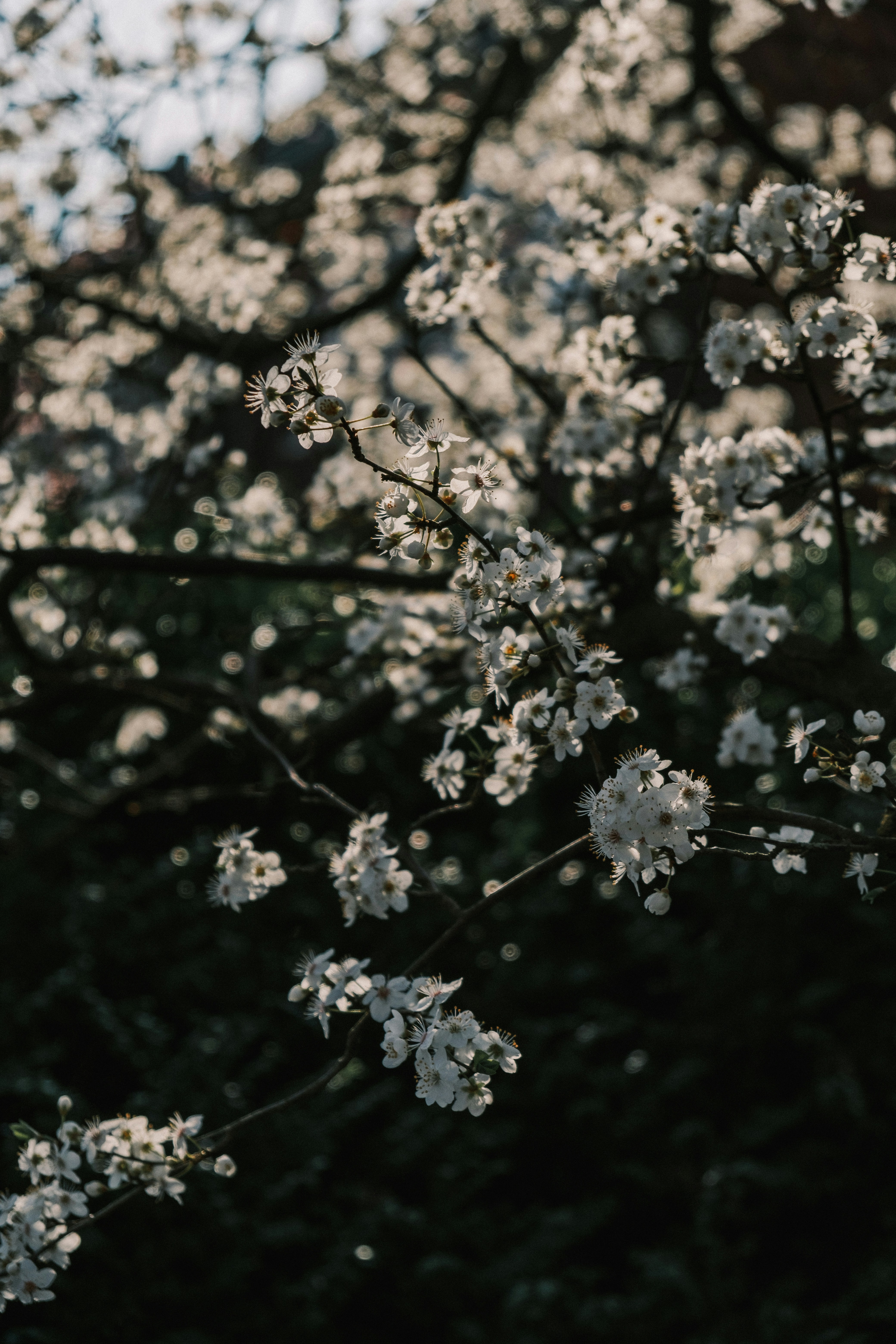 White blossoms on a tree branch with a play of light and shadow.