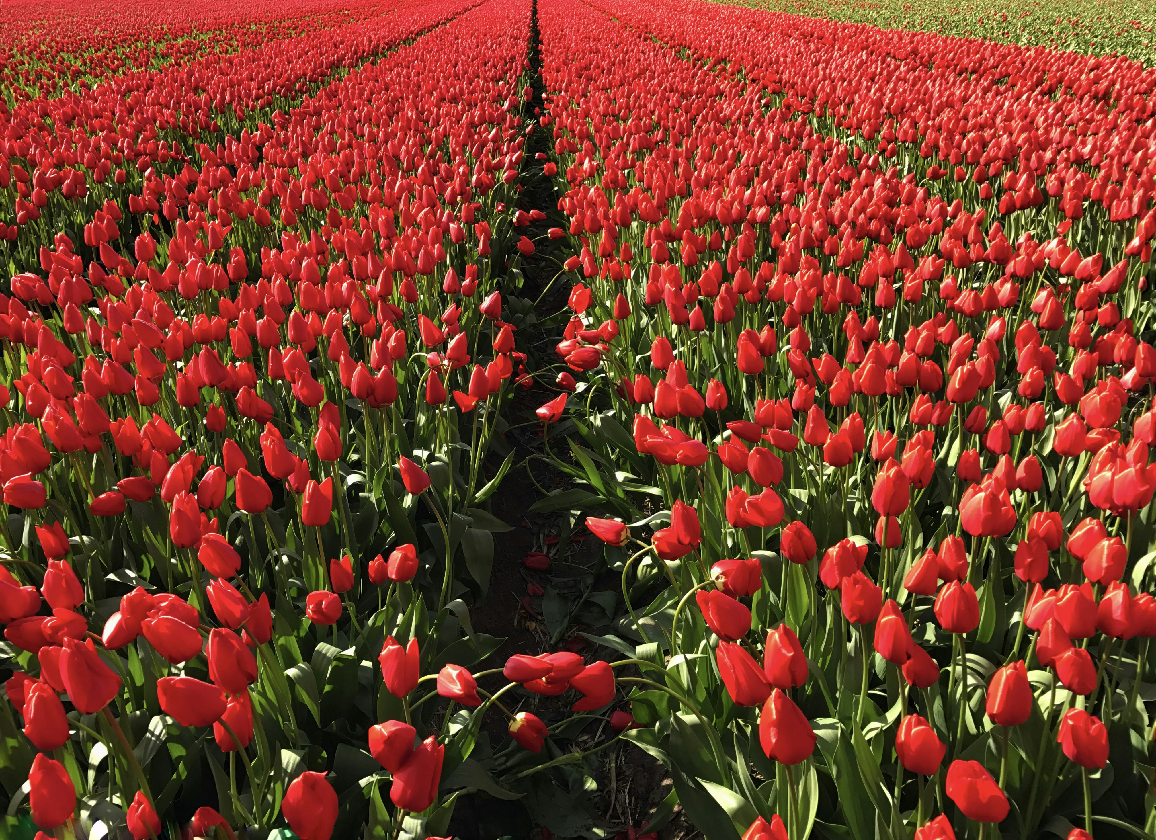 Endless Scarlet Waves in Lisse