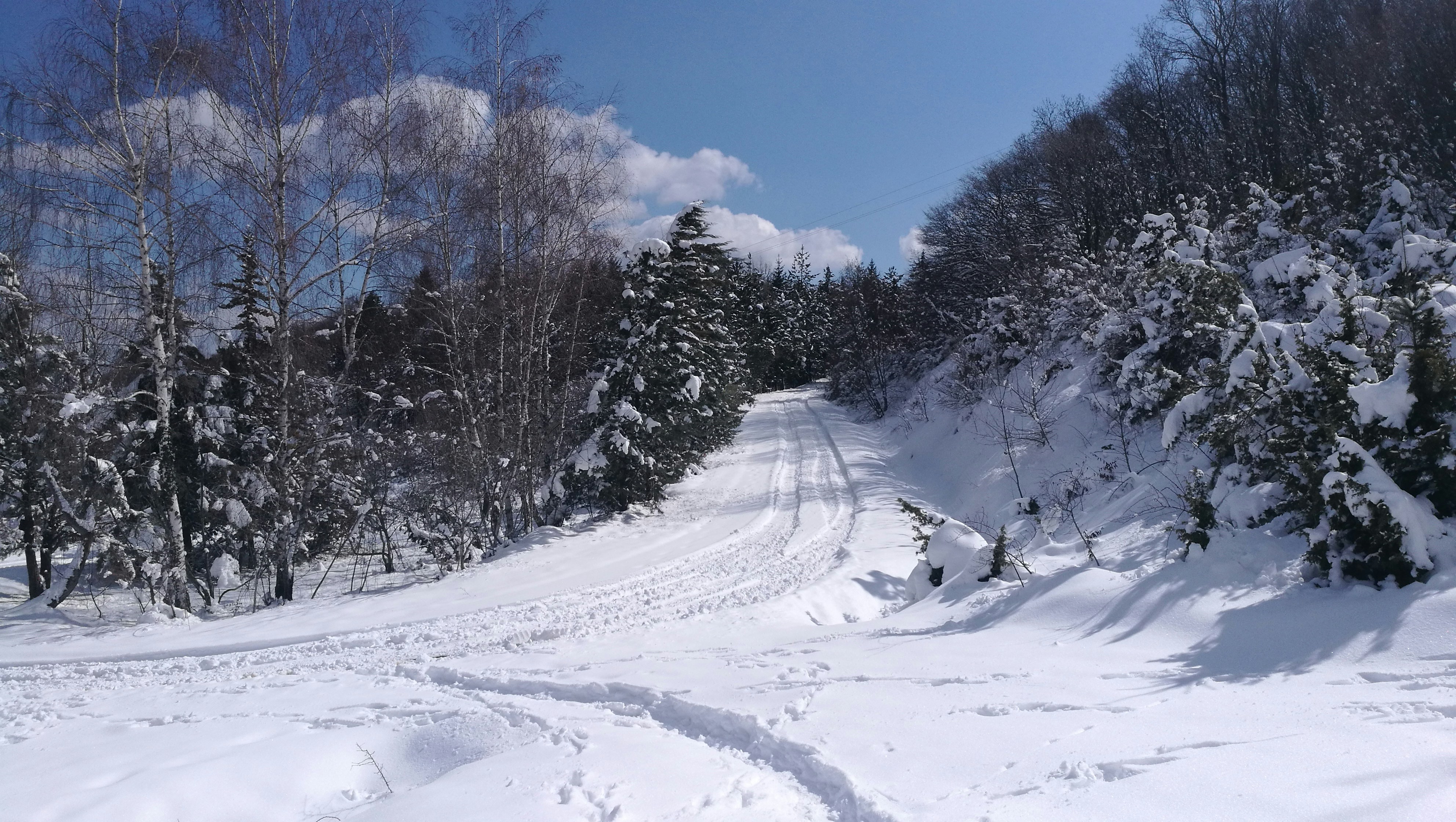 Snow-covered forest trail winds through a stand of bare and evergreen trees beneath a crisp blue sky. Fresh tracks mark the path, inviting a quiet winter trek.