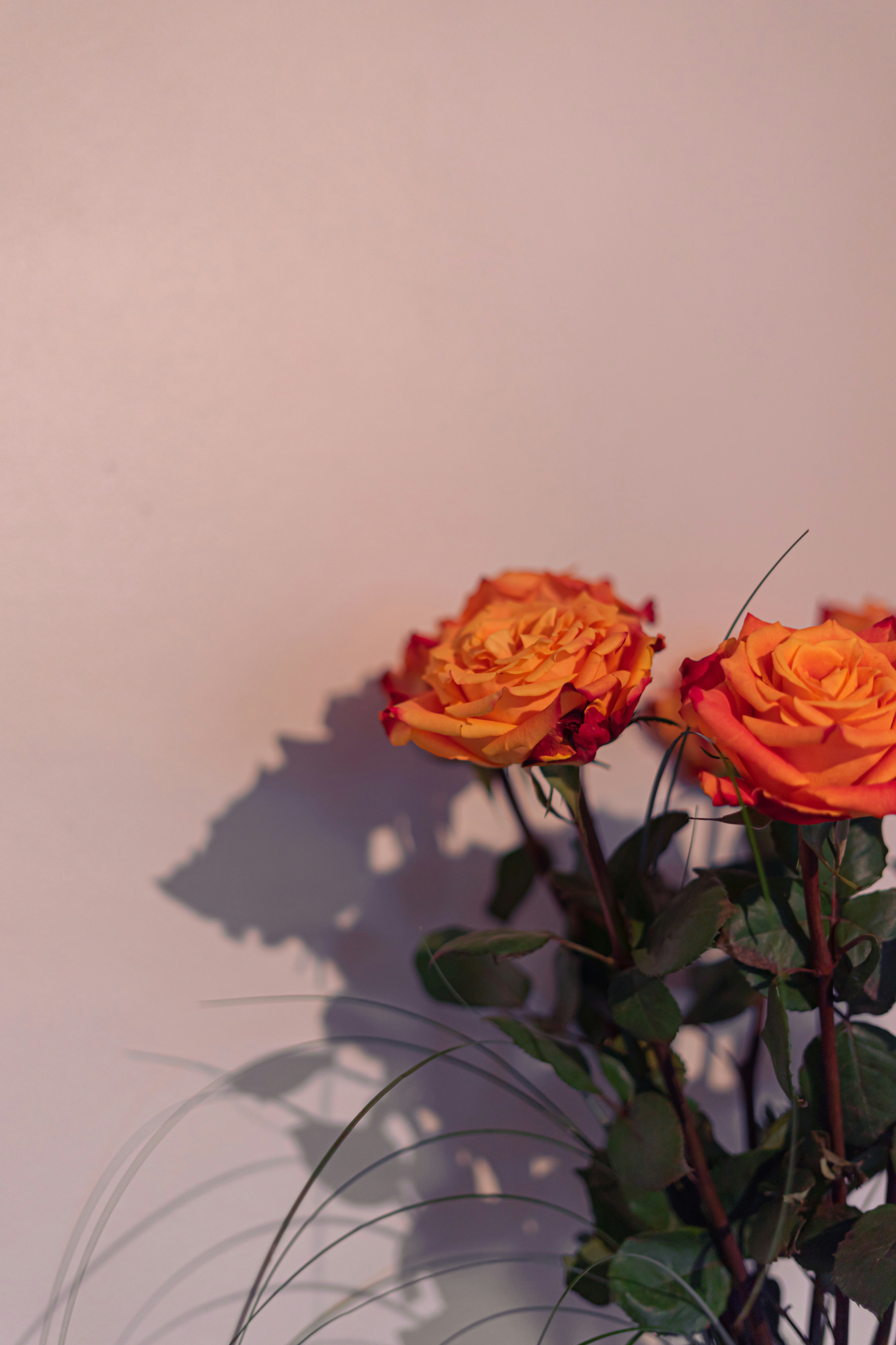Orange Flowers On Tumblr