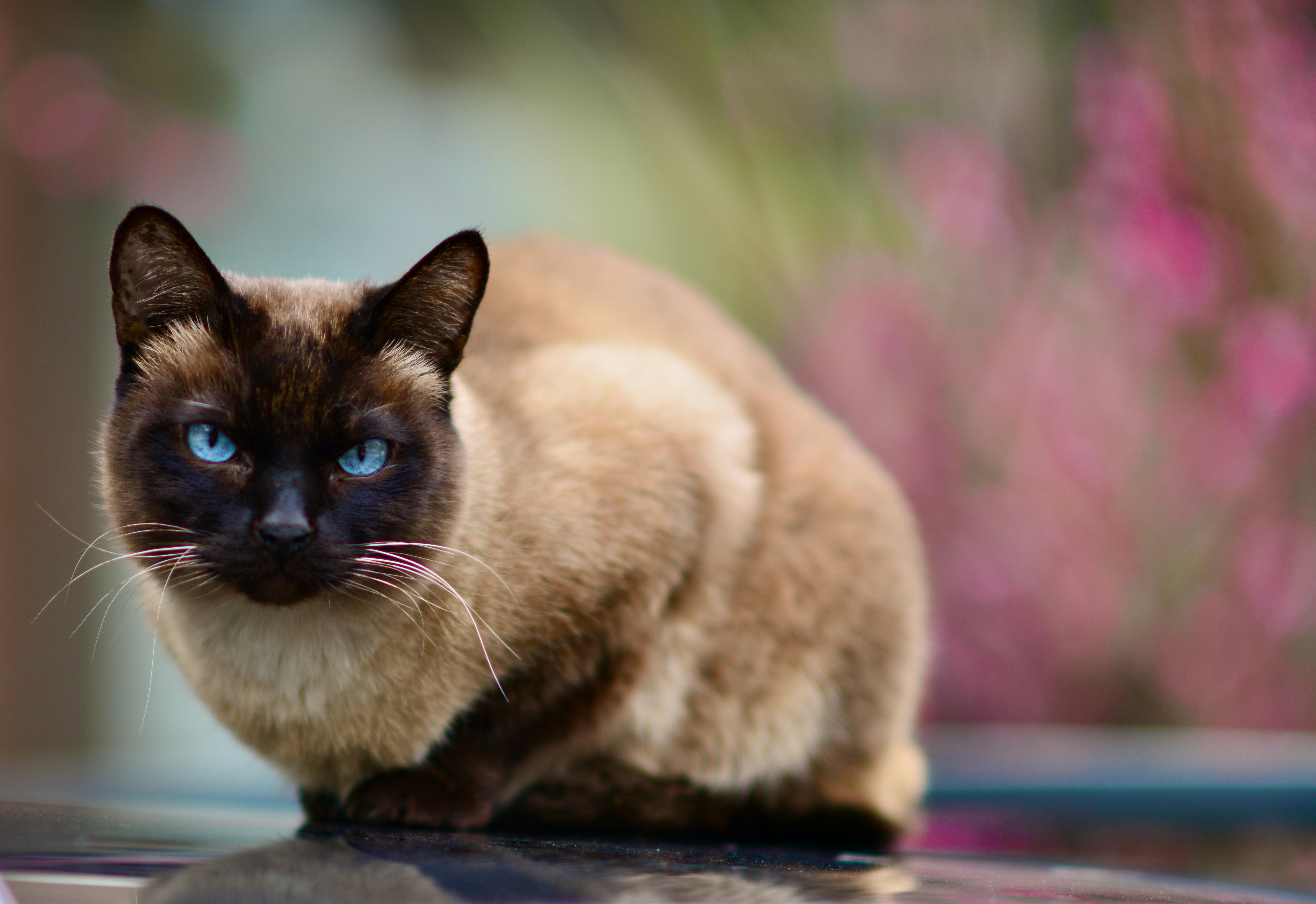 Azure-Eyed Siamese Portrait Against a Pink Bloom Backdrop