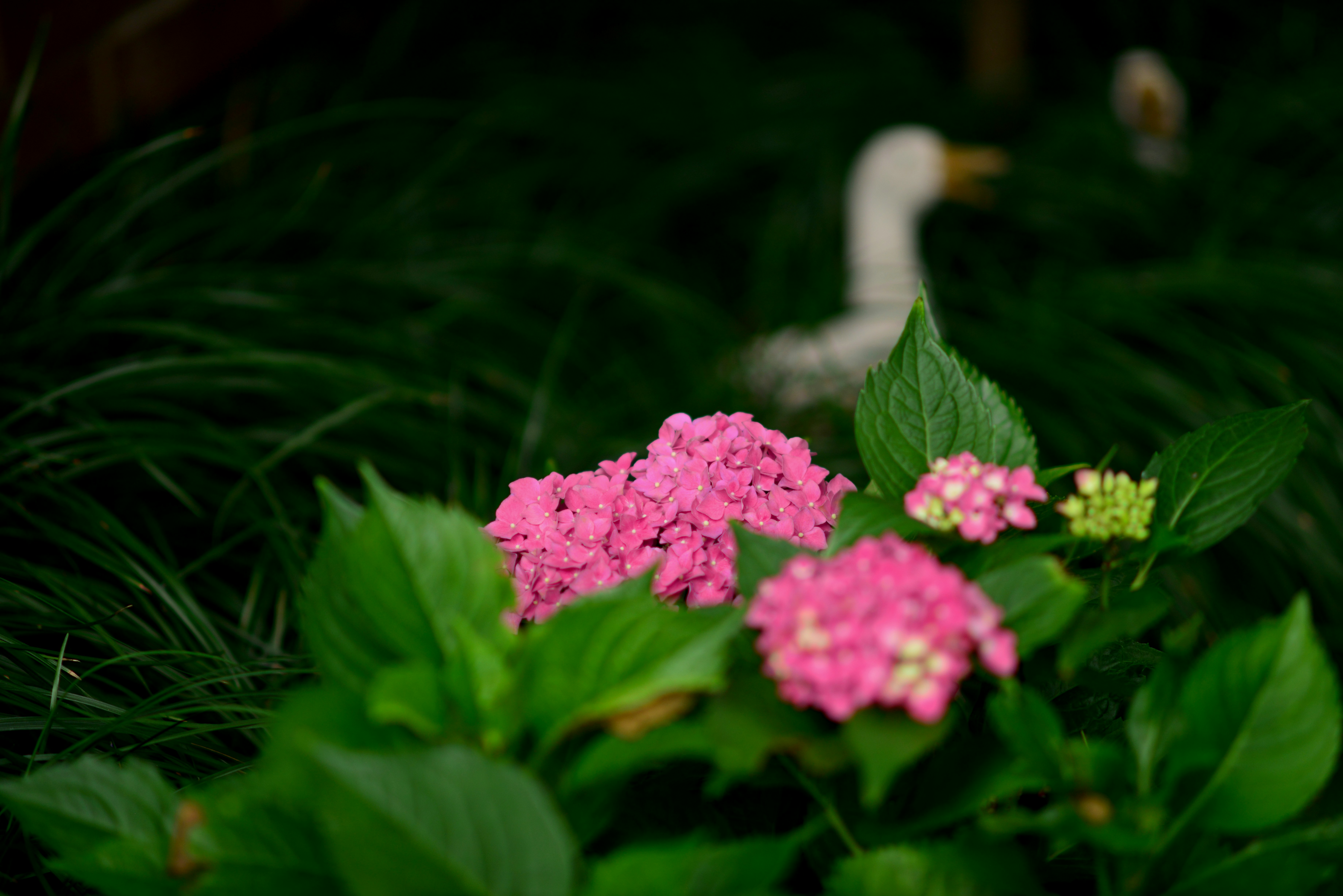 Hydrangea in Focus: A Quiet Garden Portrait with a Distant White Bird Statue