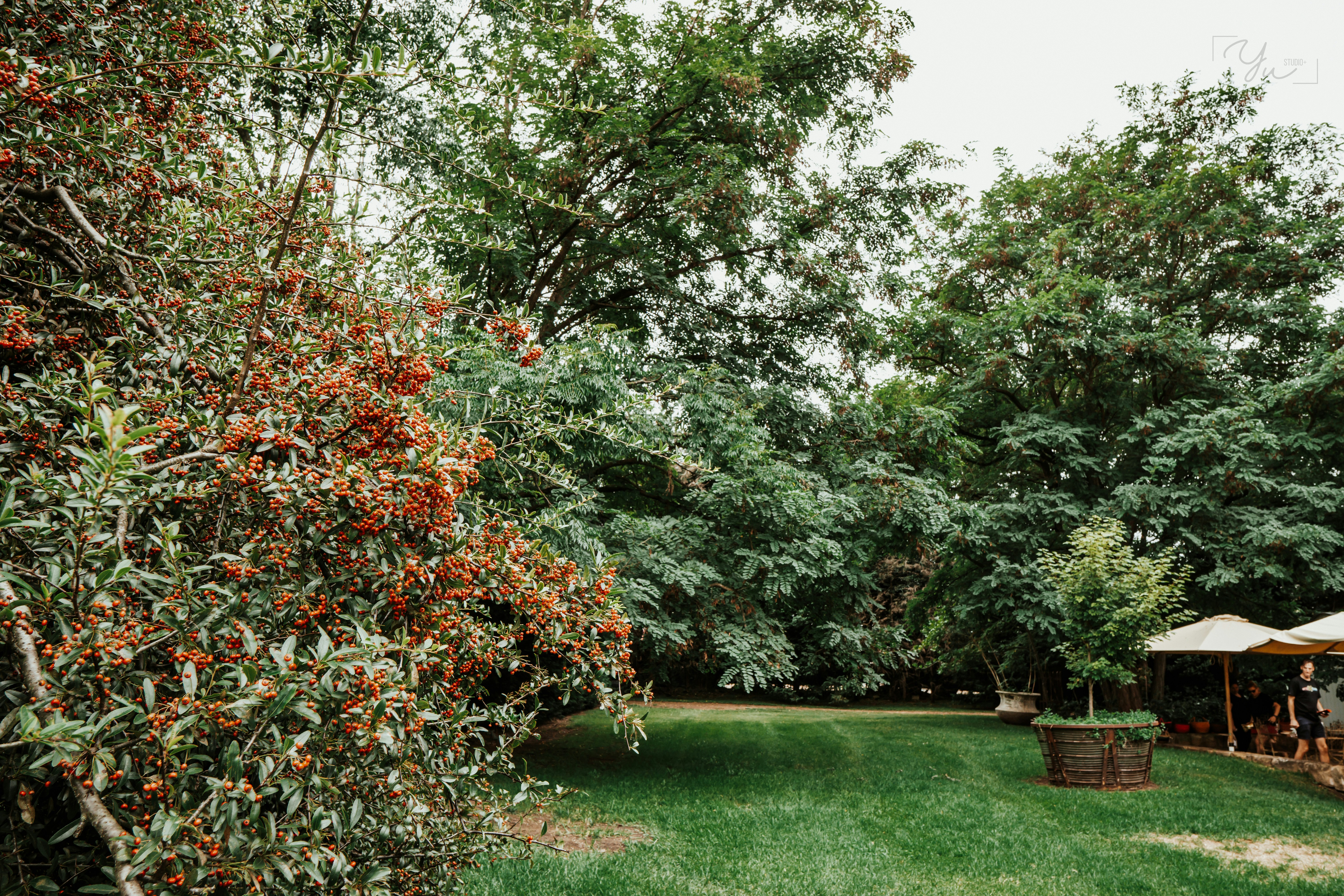 Lush garden scene featuring vibrant berry-laden shrubs and a shaded area with a canopy, inviting relaxation amidst greenery.