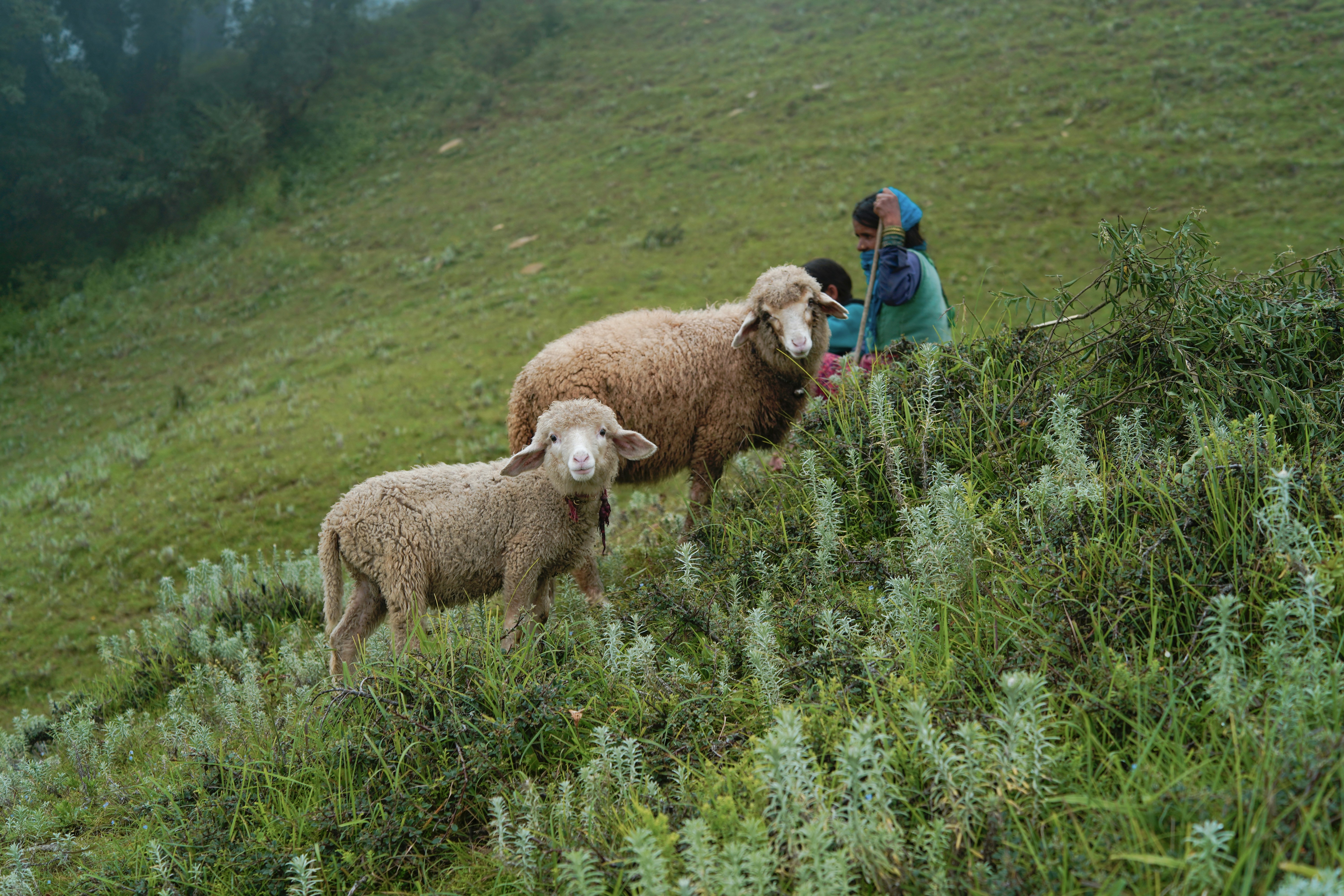 On the Ridge: A Pair of Woolly Guides in a Misty Meadow