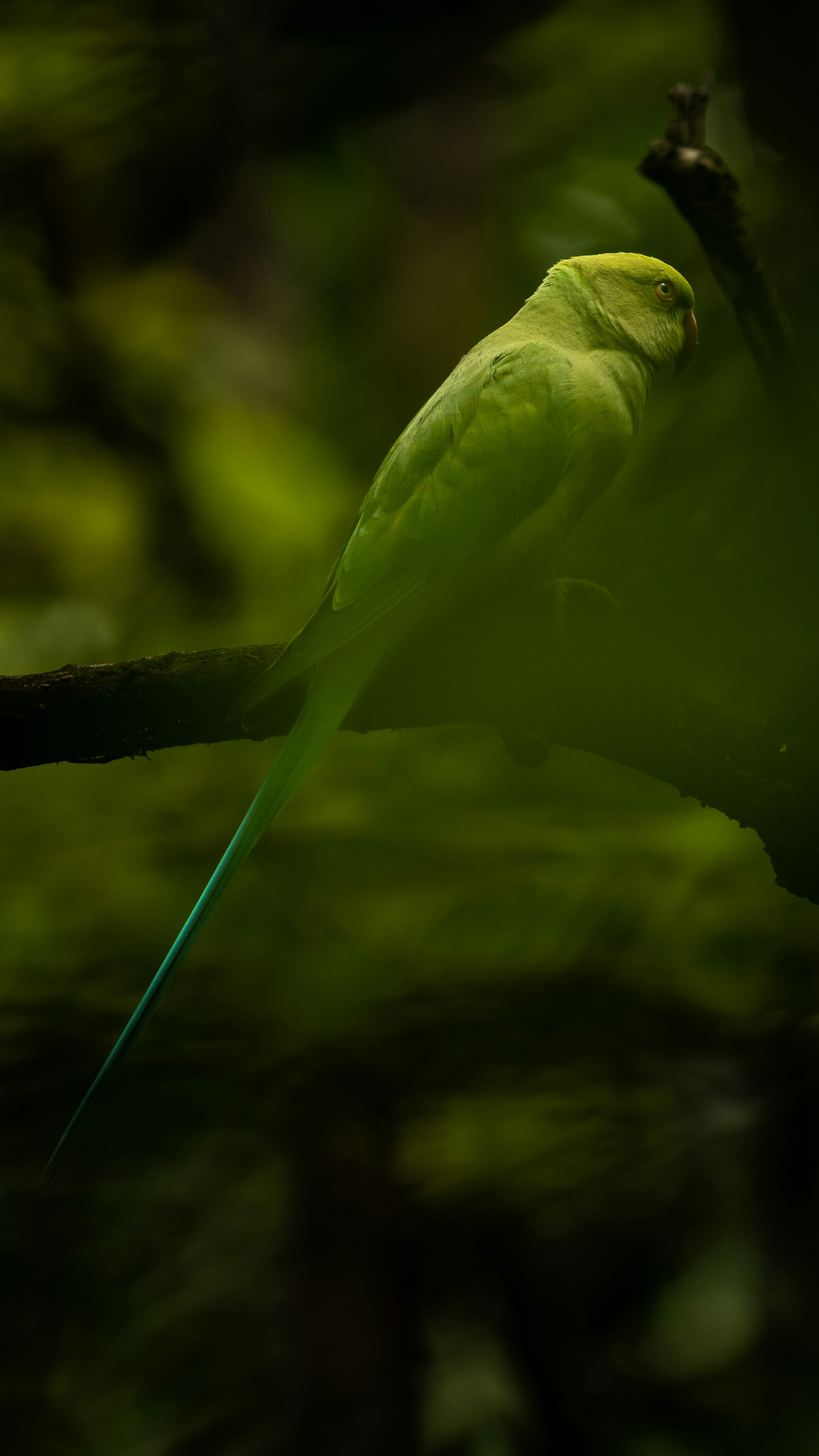 a green bird is perched on a branch