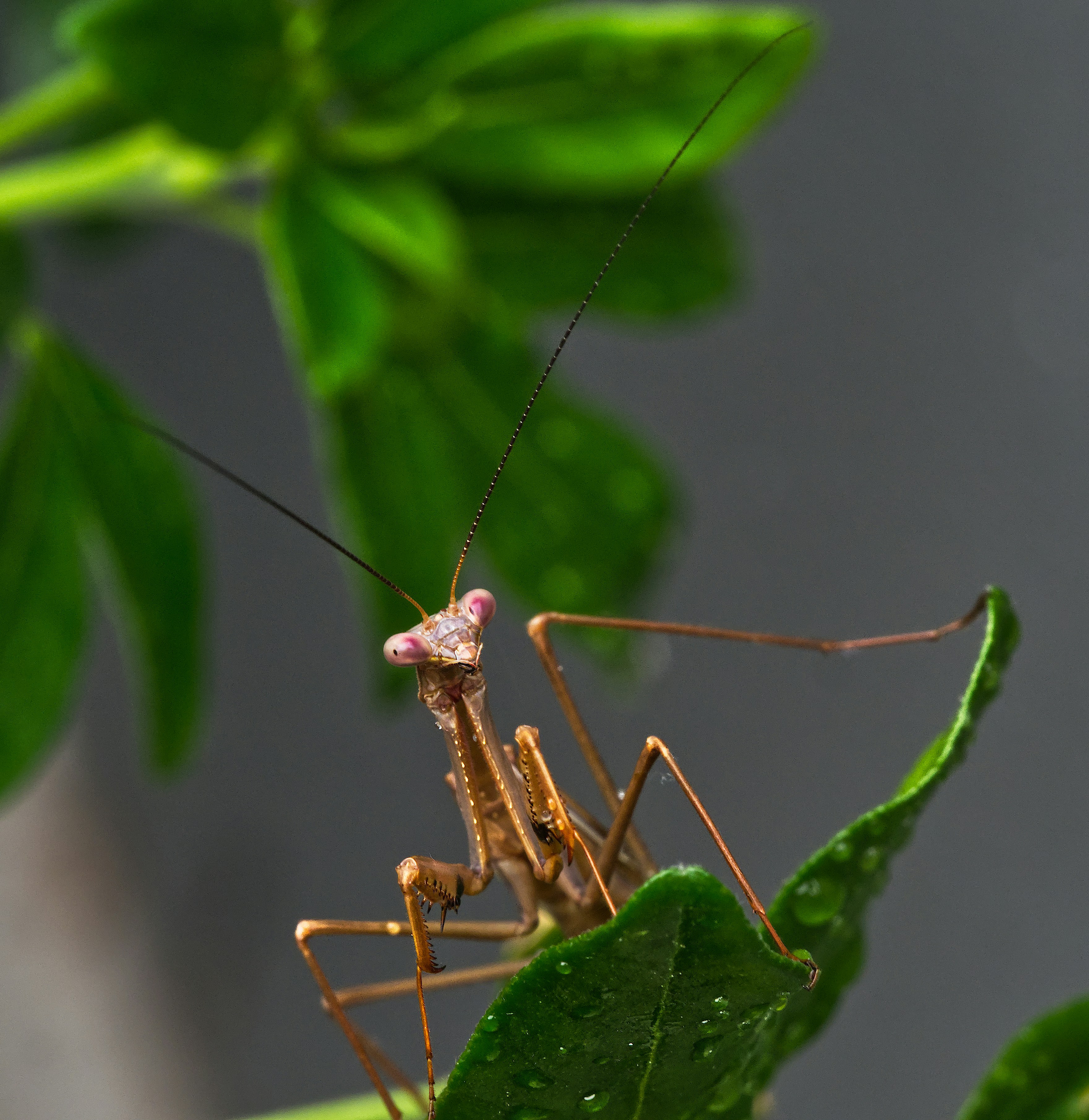 A close-up of a mantis perched on a green leaf, showcasing its delicate features and vibrant colors.