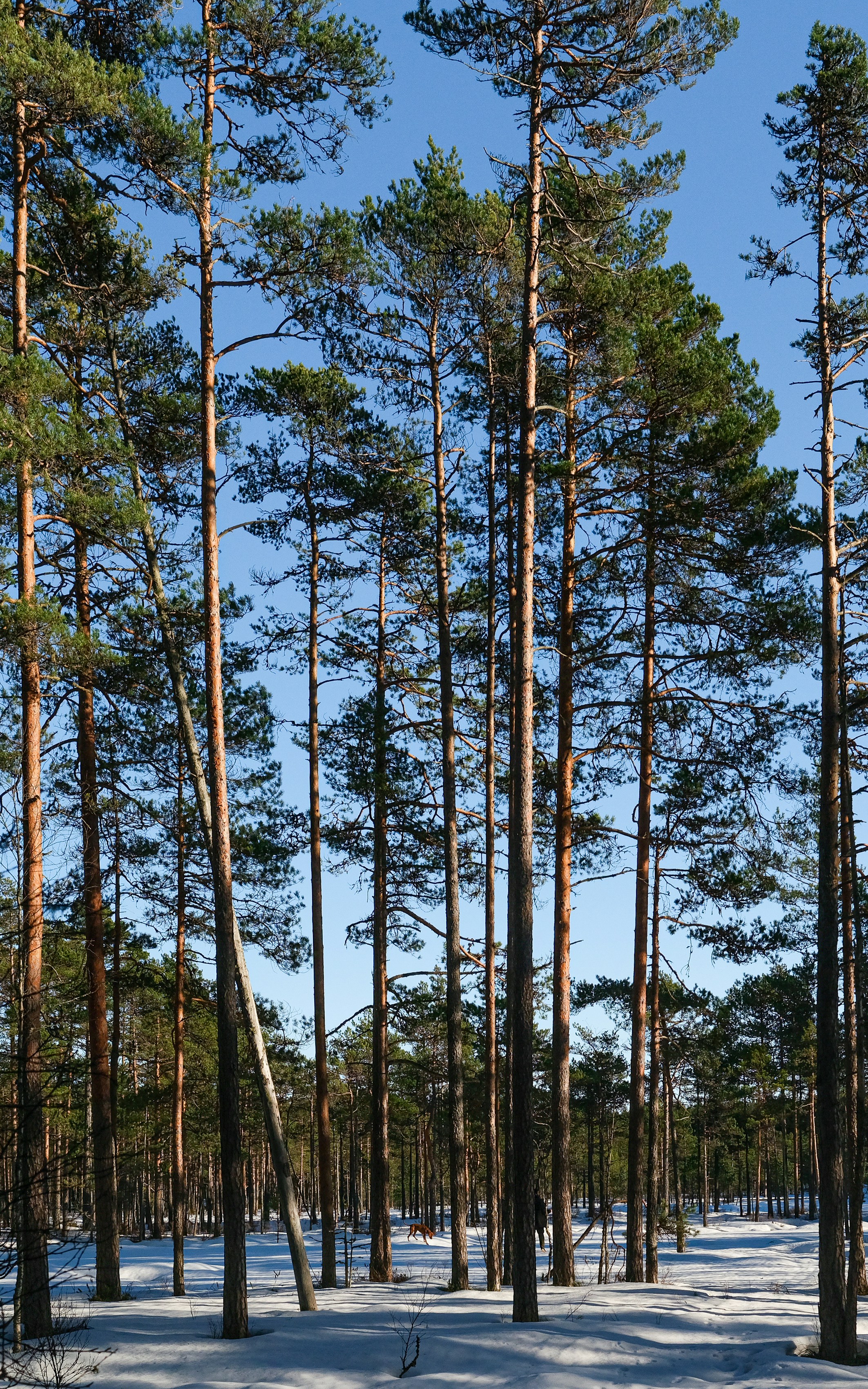 Whispers of the Pine: A Winter's Embrace