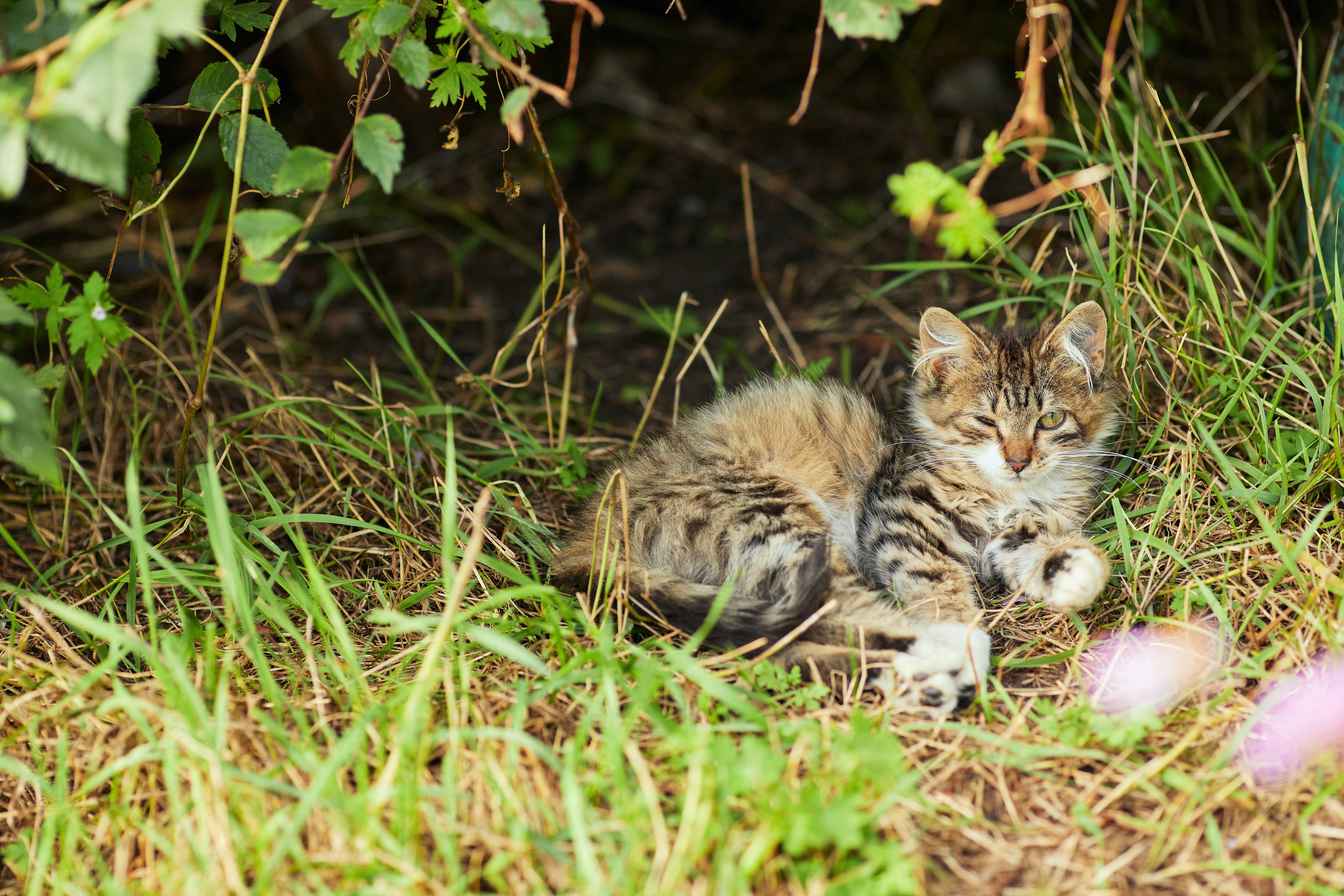A tabby kitten lounging in a patch of grass beneath a thicket, exuding a sense of calm and curiosity.