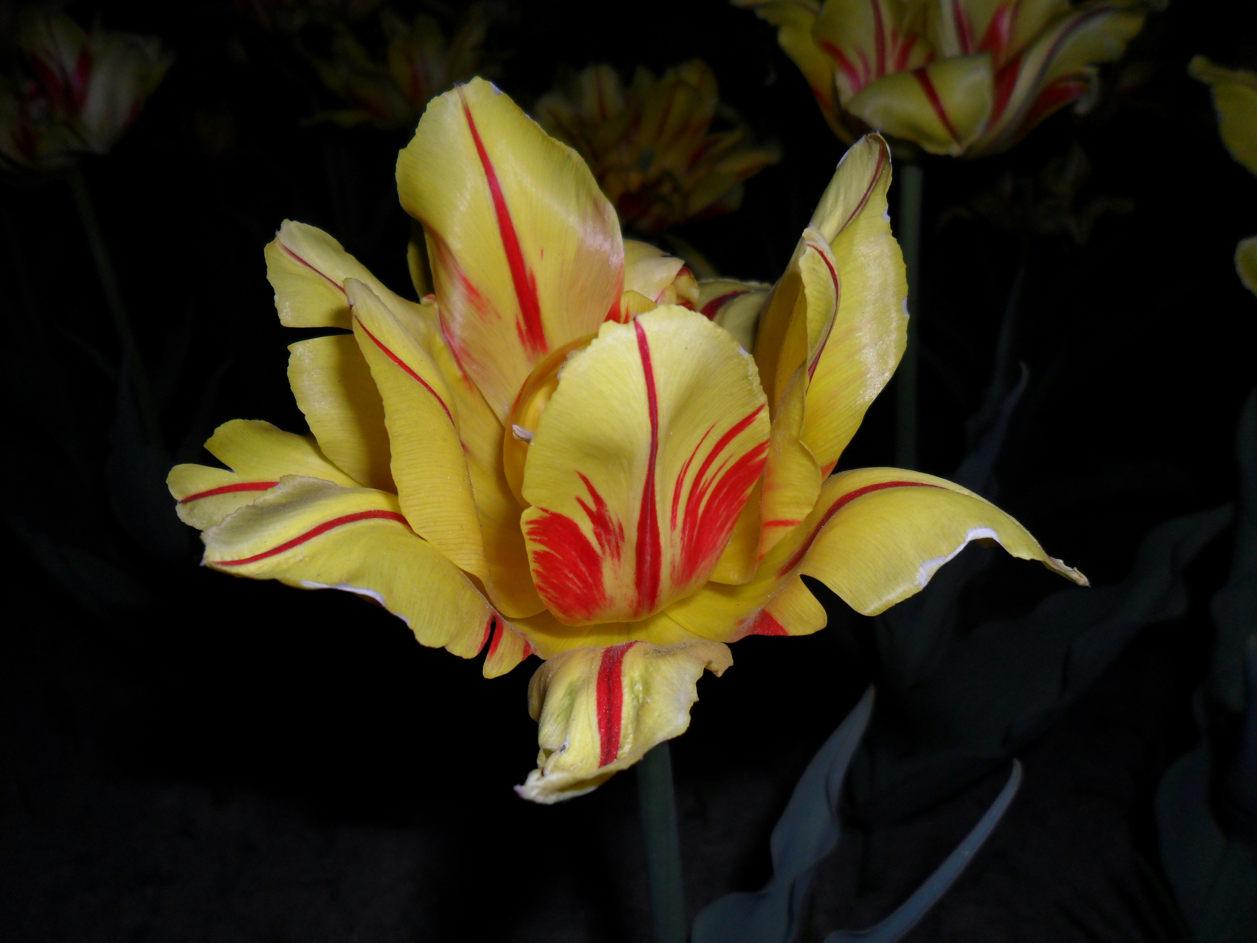 a close up of a yellow and red flower