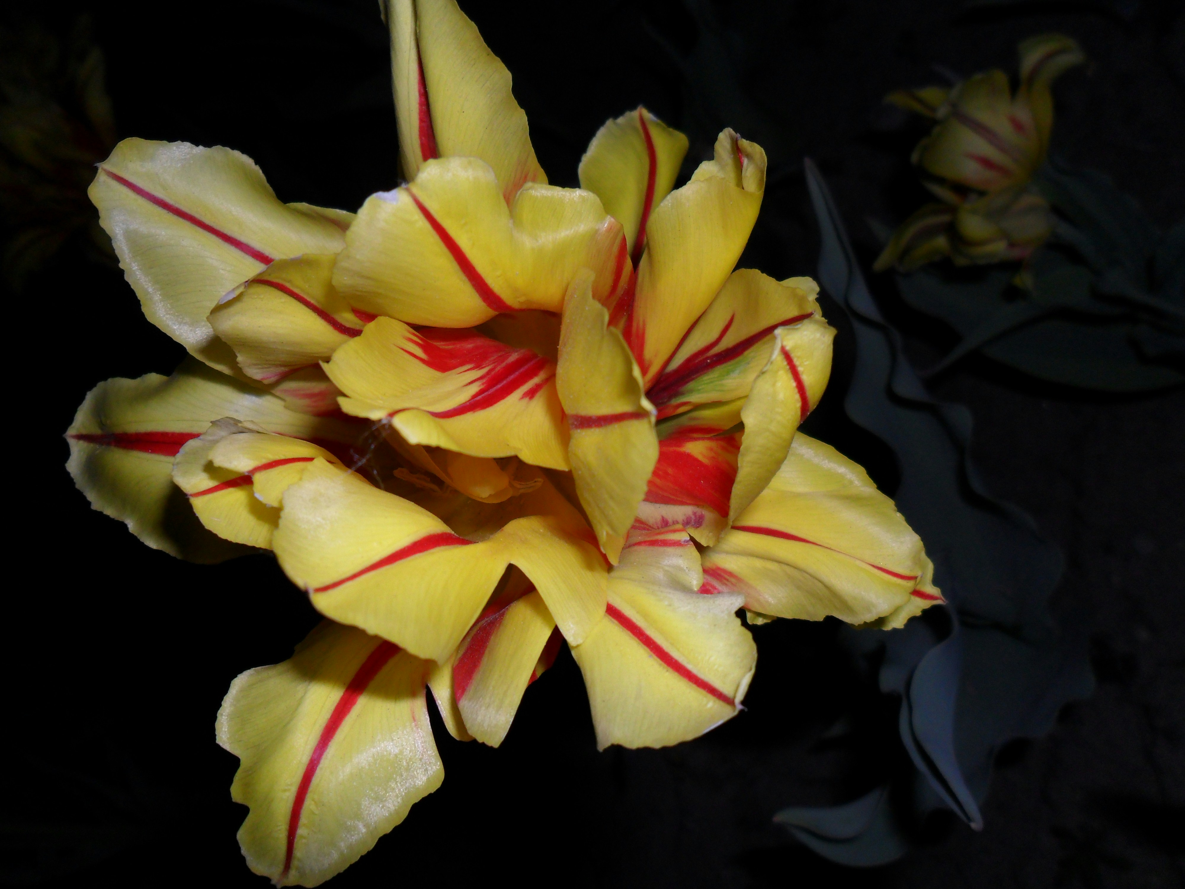 a close up of a yellow and red flower