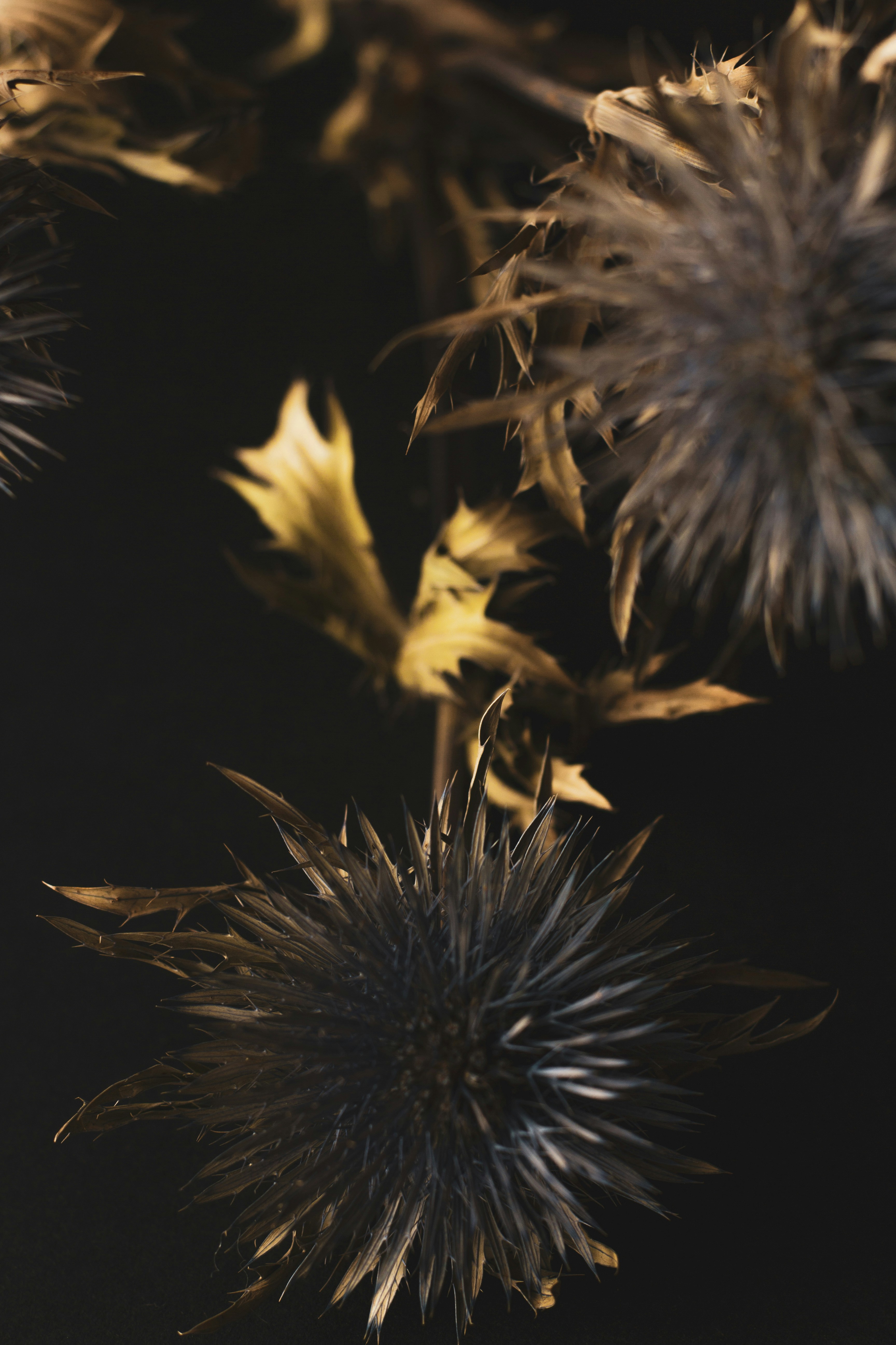 Dusk Bloom: A Trio of Thorny Seed Heads in Quiet Darkness