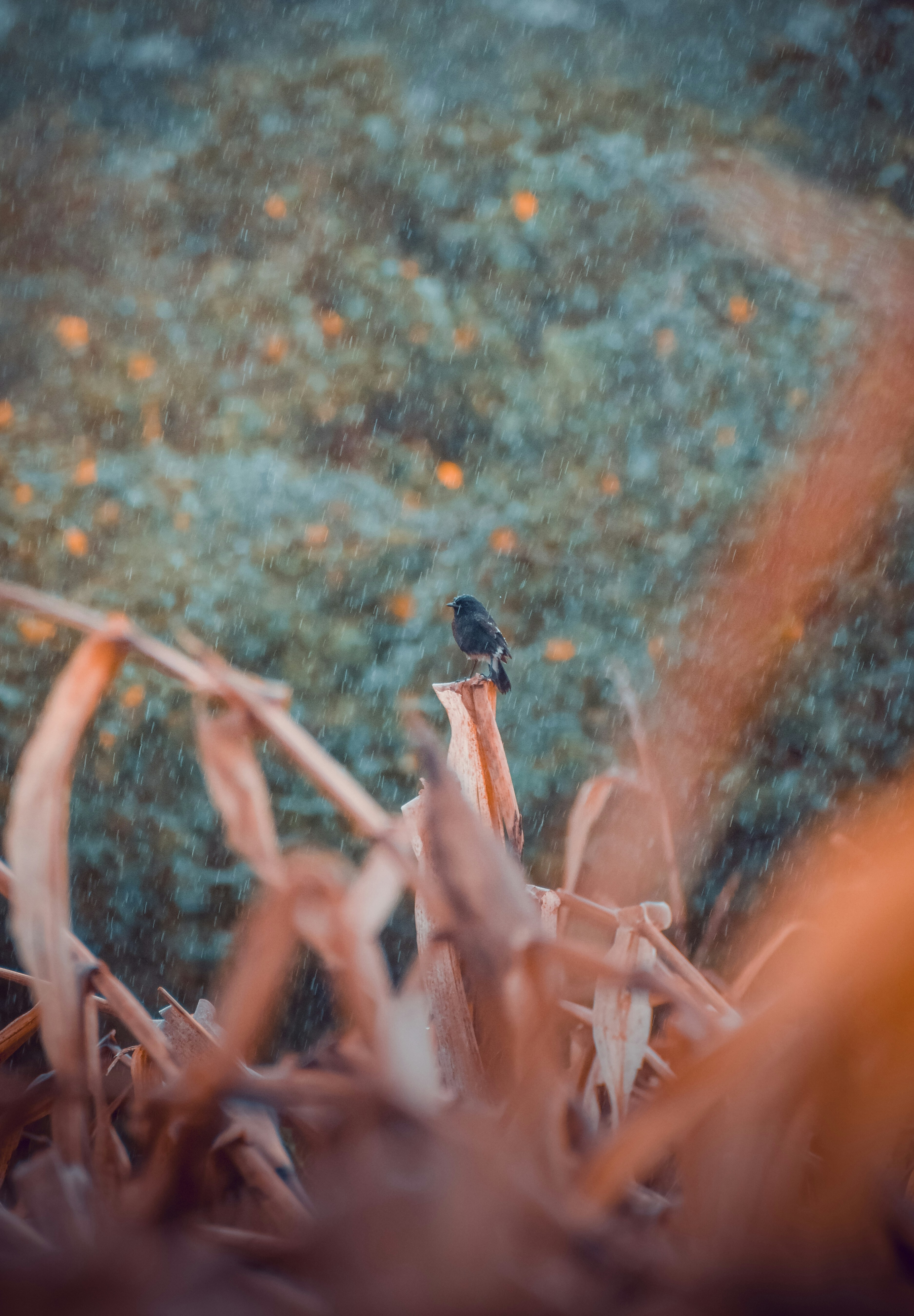 Edge of Quiet: A Tiny Sentinel on a Cracked Stem