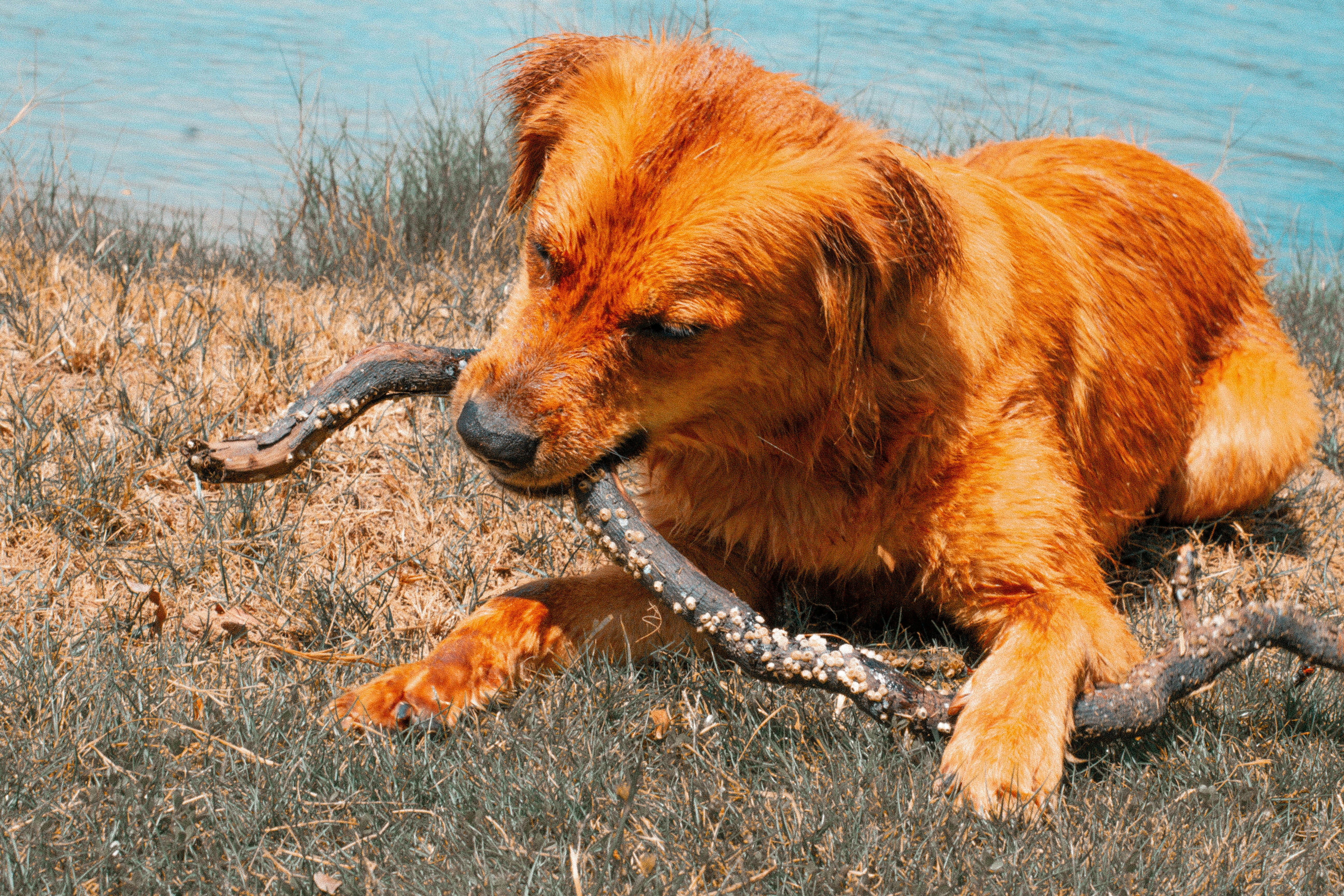 Golden Retriever Embracing a Weathered Branch by the Shore