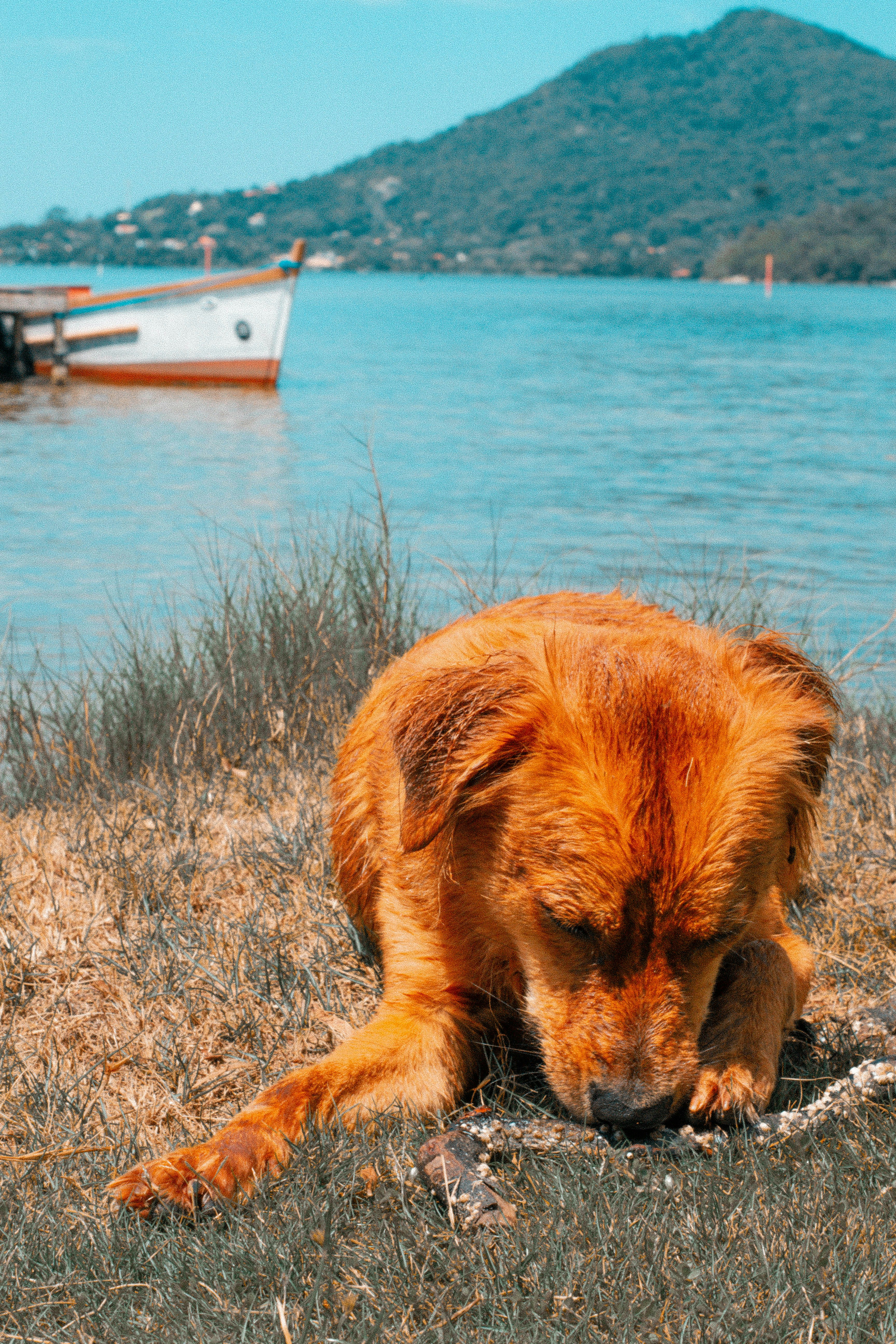 Golden retriever intently sniffing the ground near a tranquil waterfront, with a boat and hills in the background.