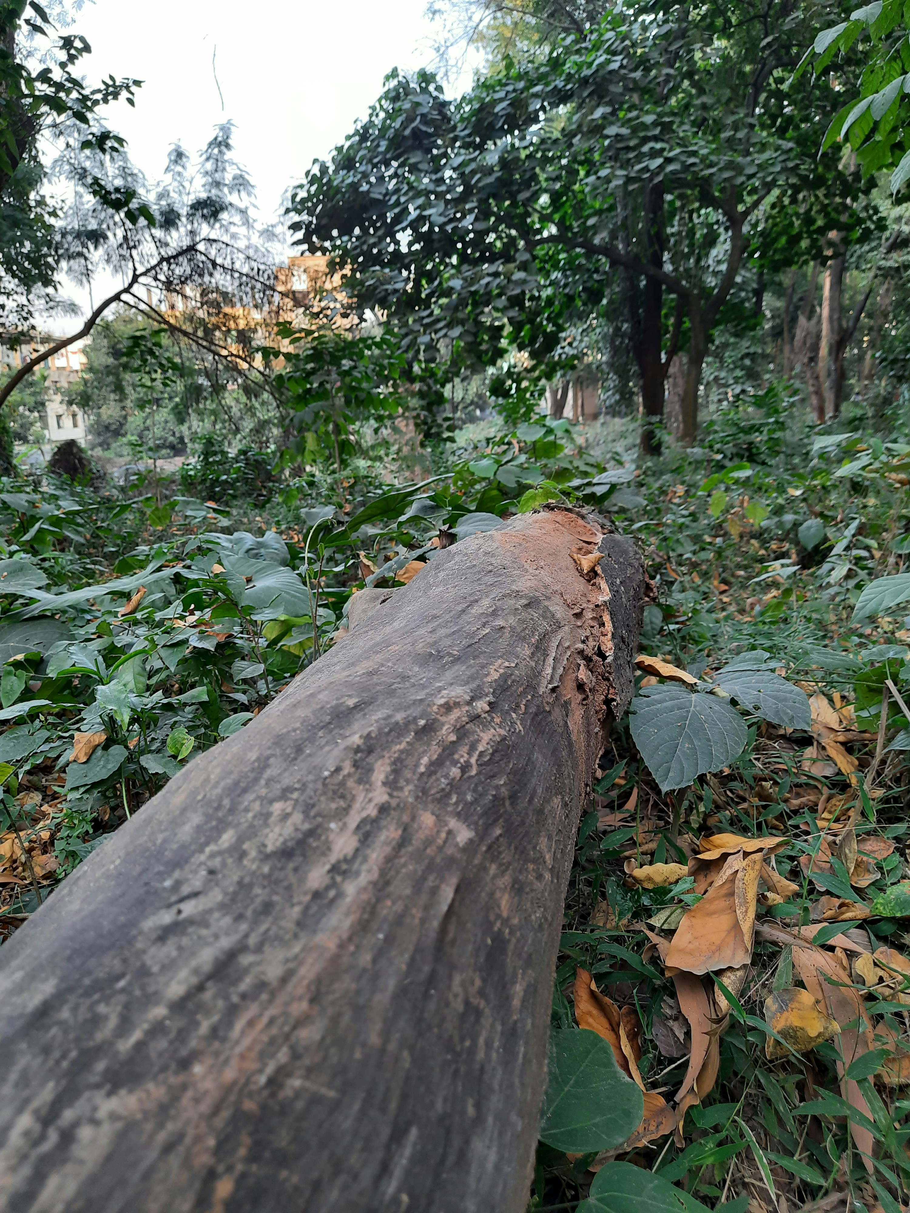 Weathered log stretches across dense undergrowth, guiding the eye toward sunlit trees in the distance.