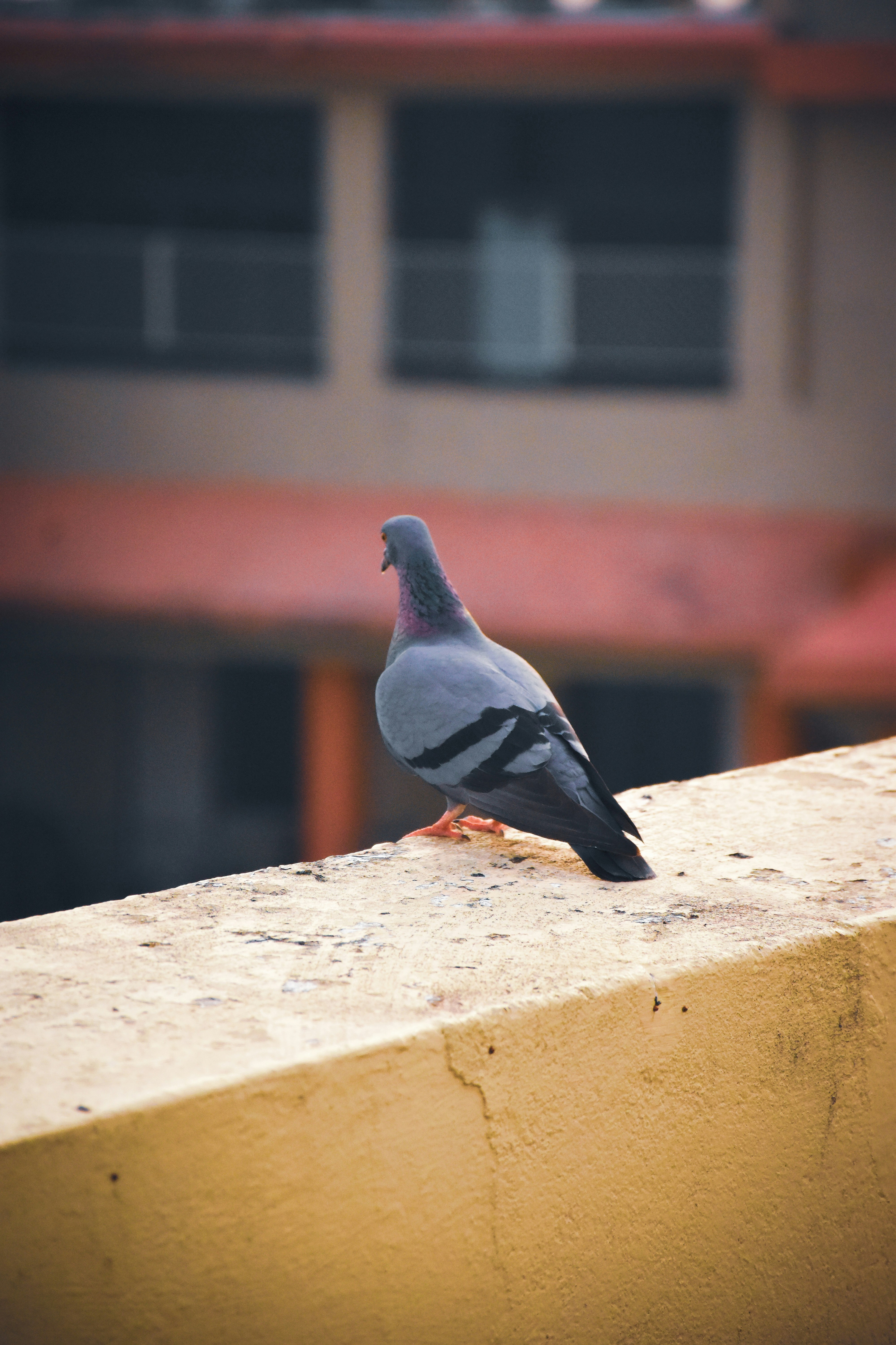 A pigeon perches on a yellow ledge, surveying its surroundings in an urban setting. The soft hues of the background contrast with the bird's distinct coloration.