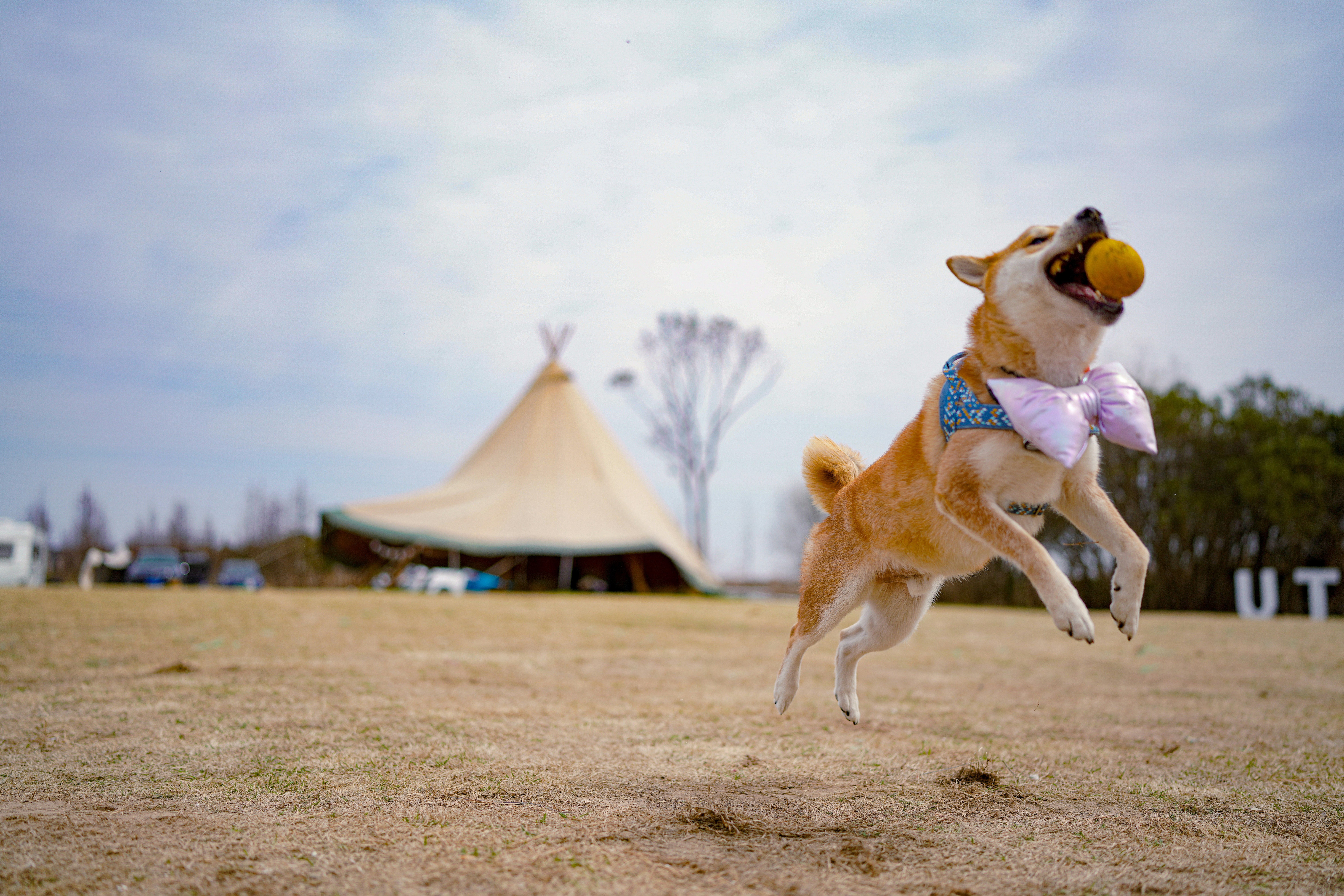 Leaping Retriever with a Cheery Ball in a Sunlit Park