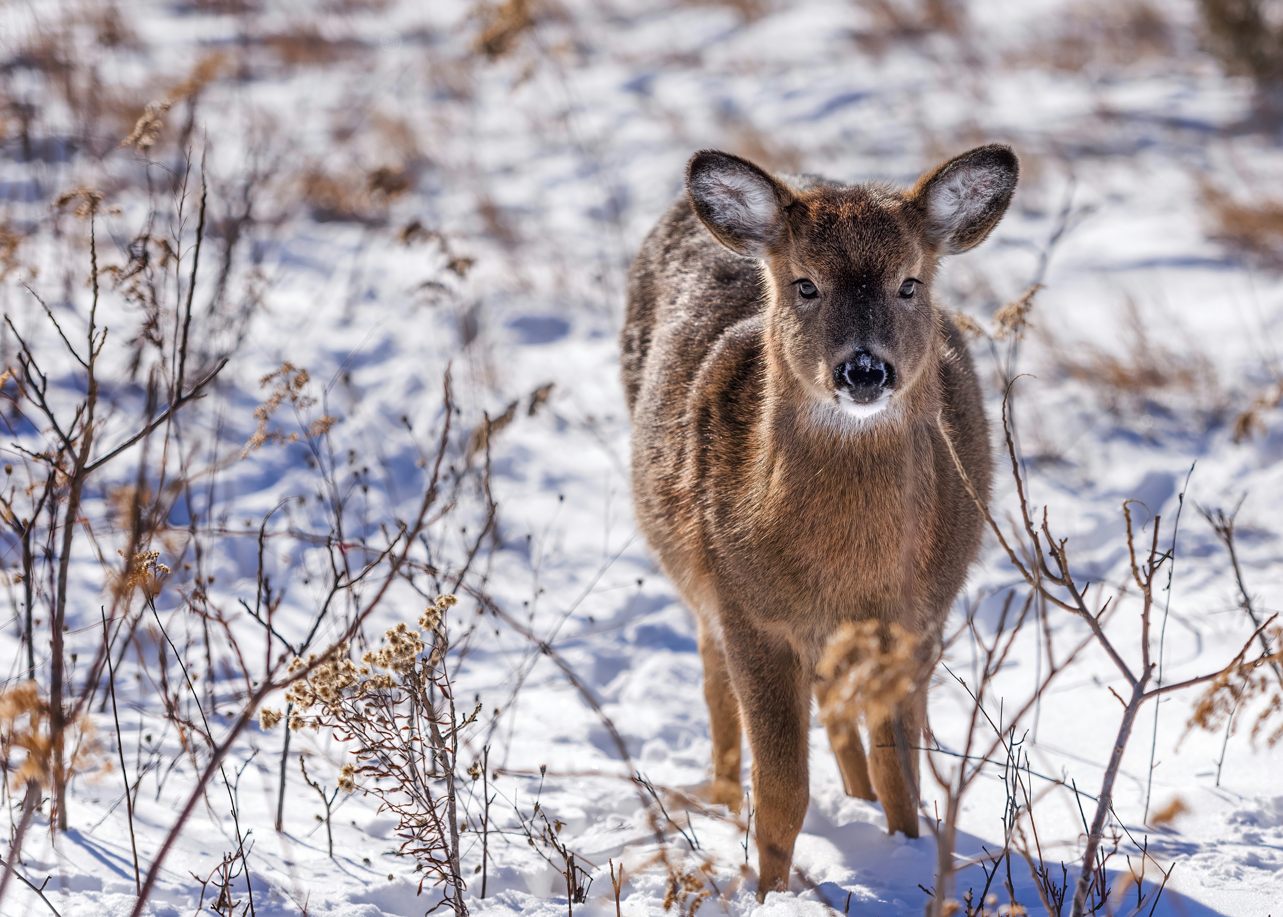 Young deer standing amidst a snowy landscape, surrounded by delicate winter flora. The scene captures the serene beauty of nature in wintertime.