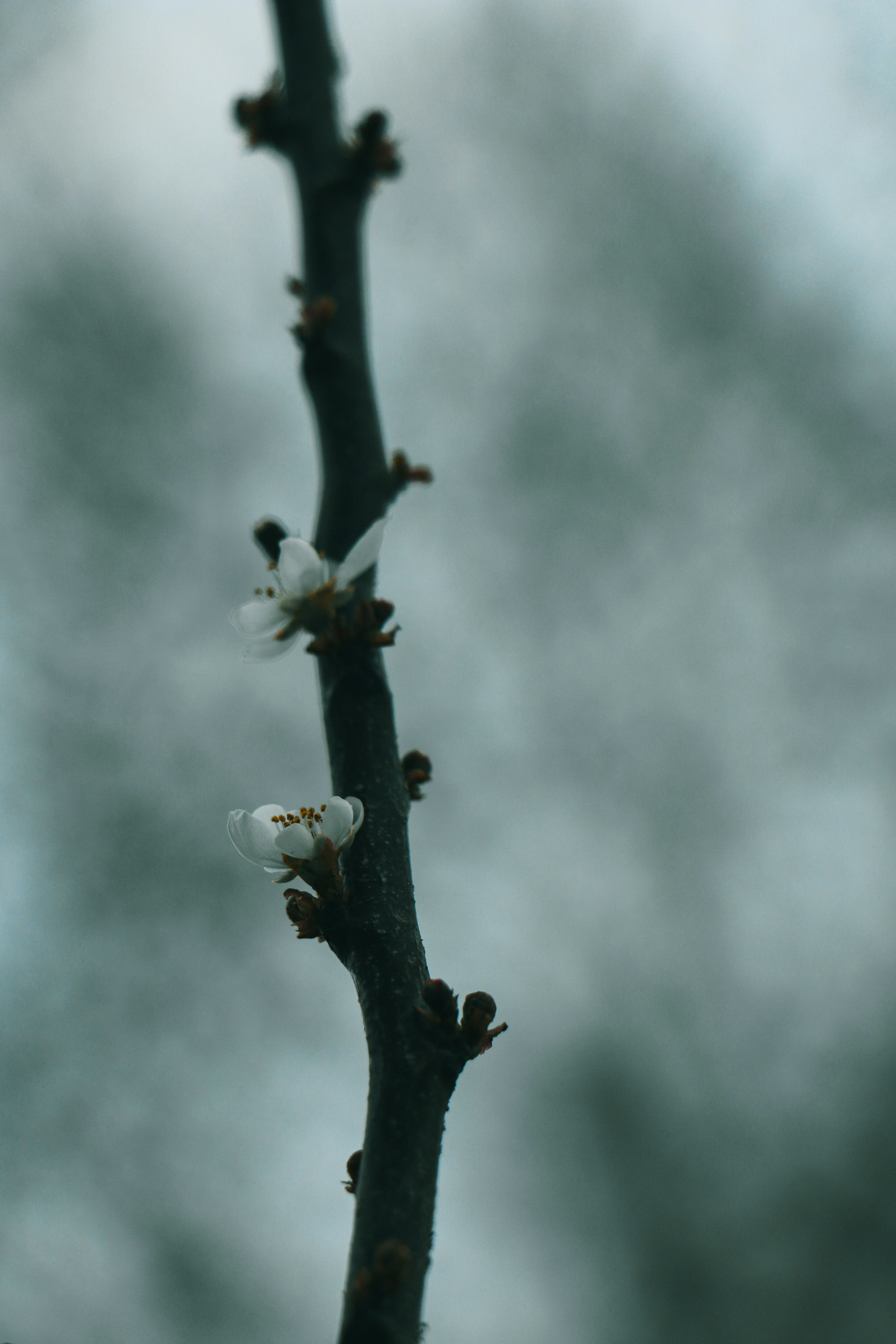 a tree branch with small white flowers on it