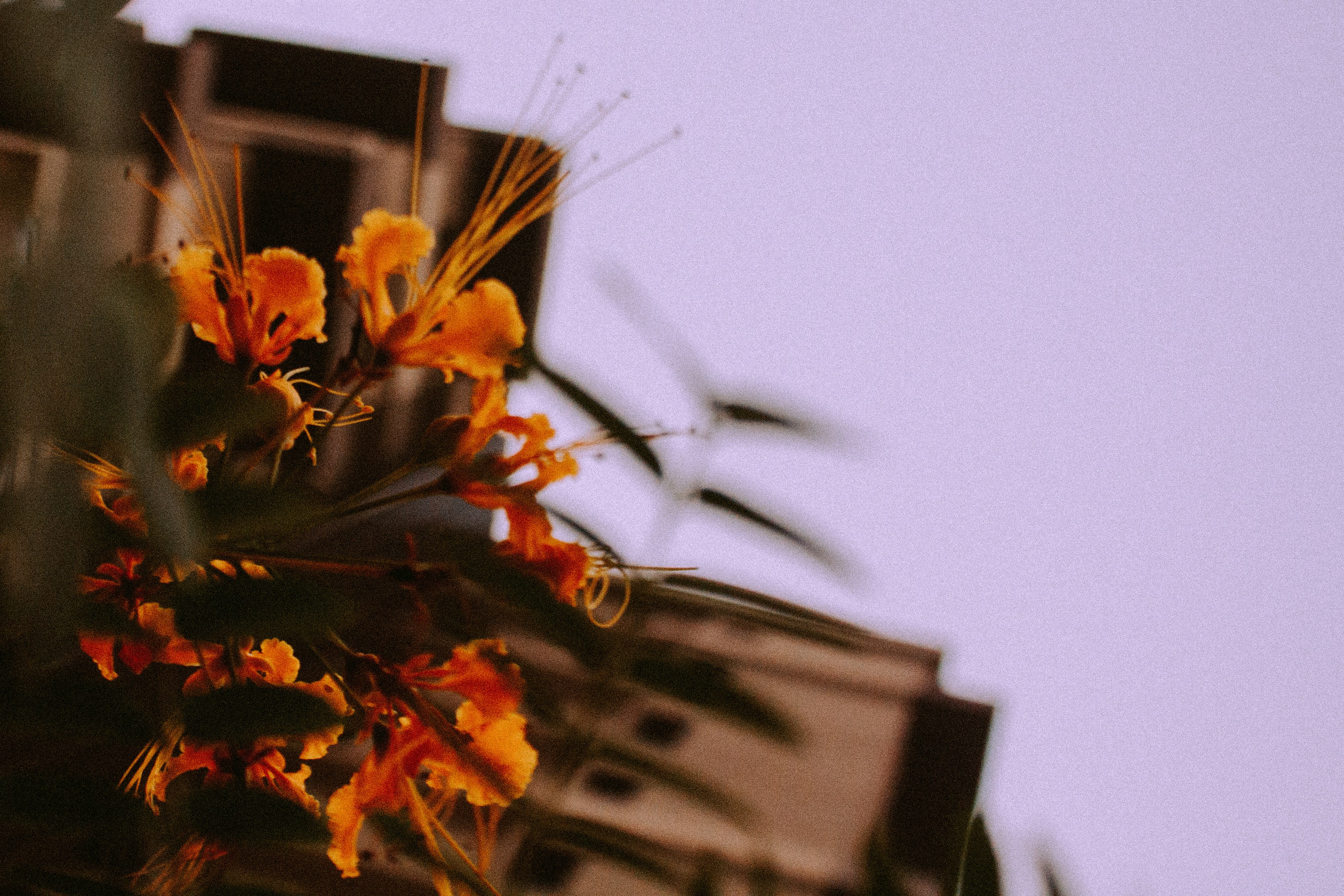 Flame-Hued Blossoms Framing a Tilted Skyline at Lavender Dusk