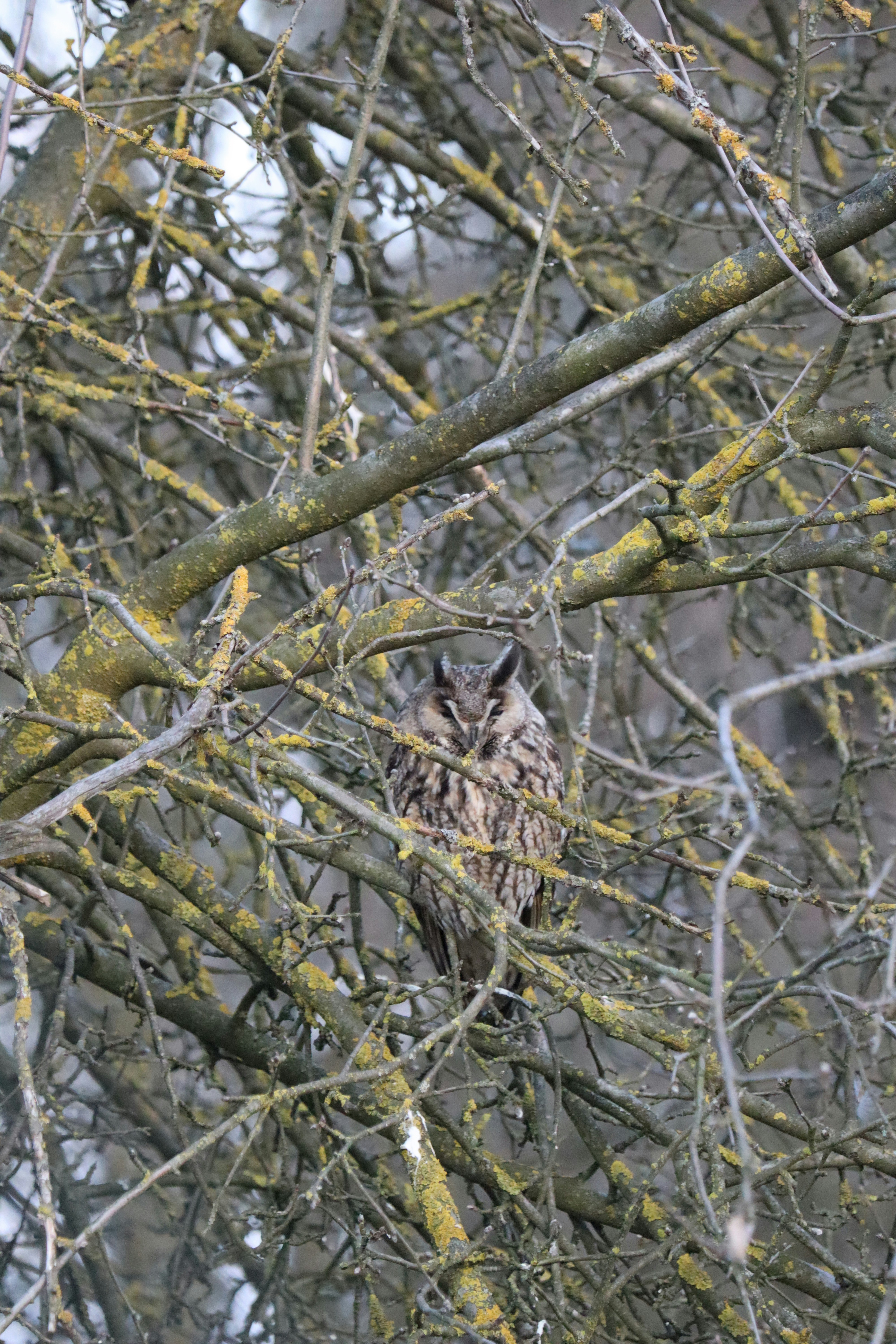 Silent Watcher in the Tangle