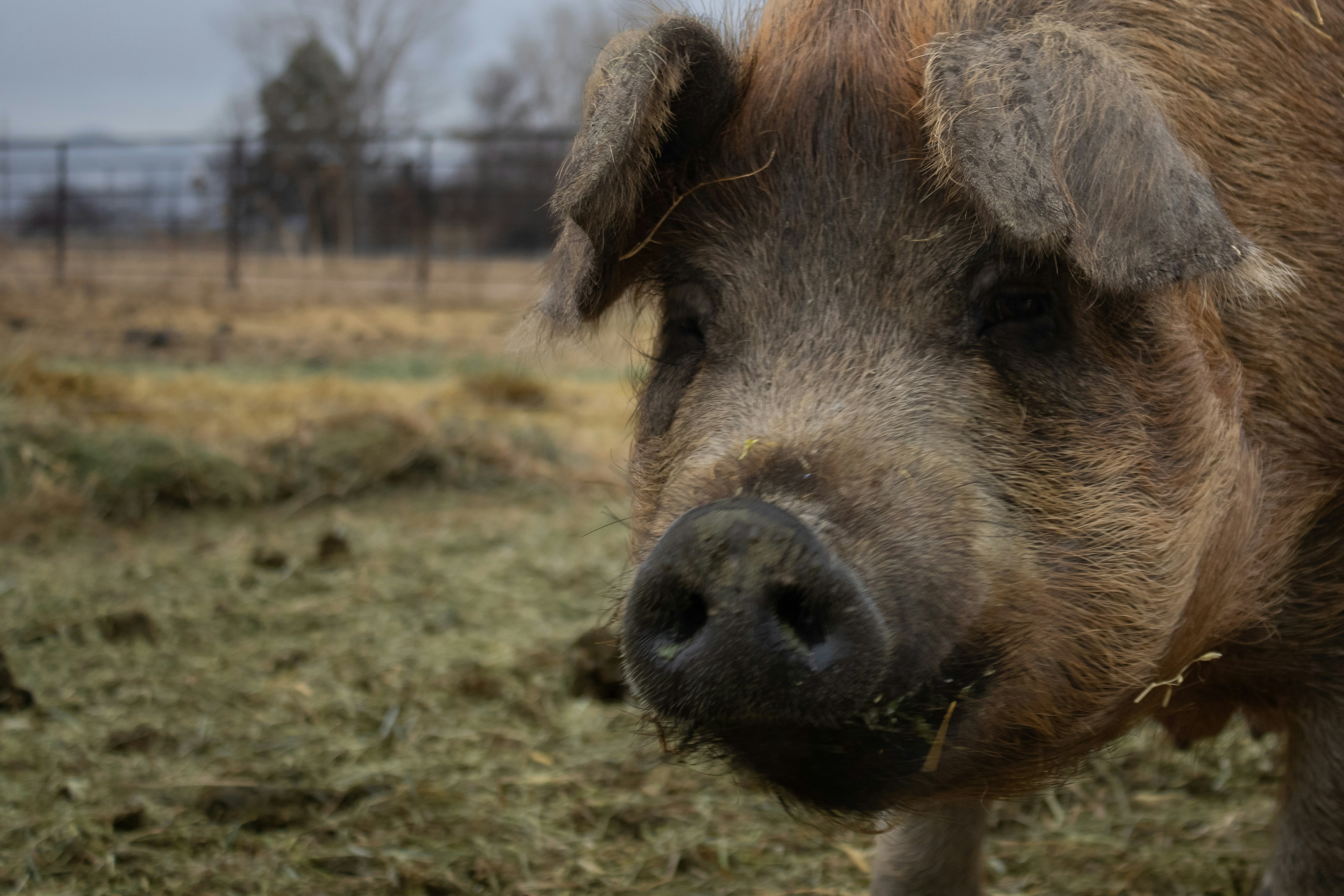 Mud-splashed Farm Pig Gaze: A Close-Up Portrait