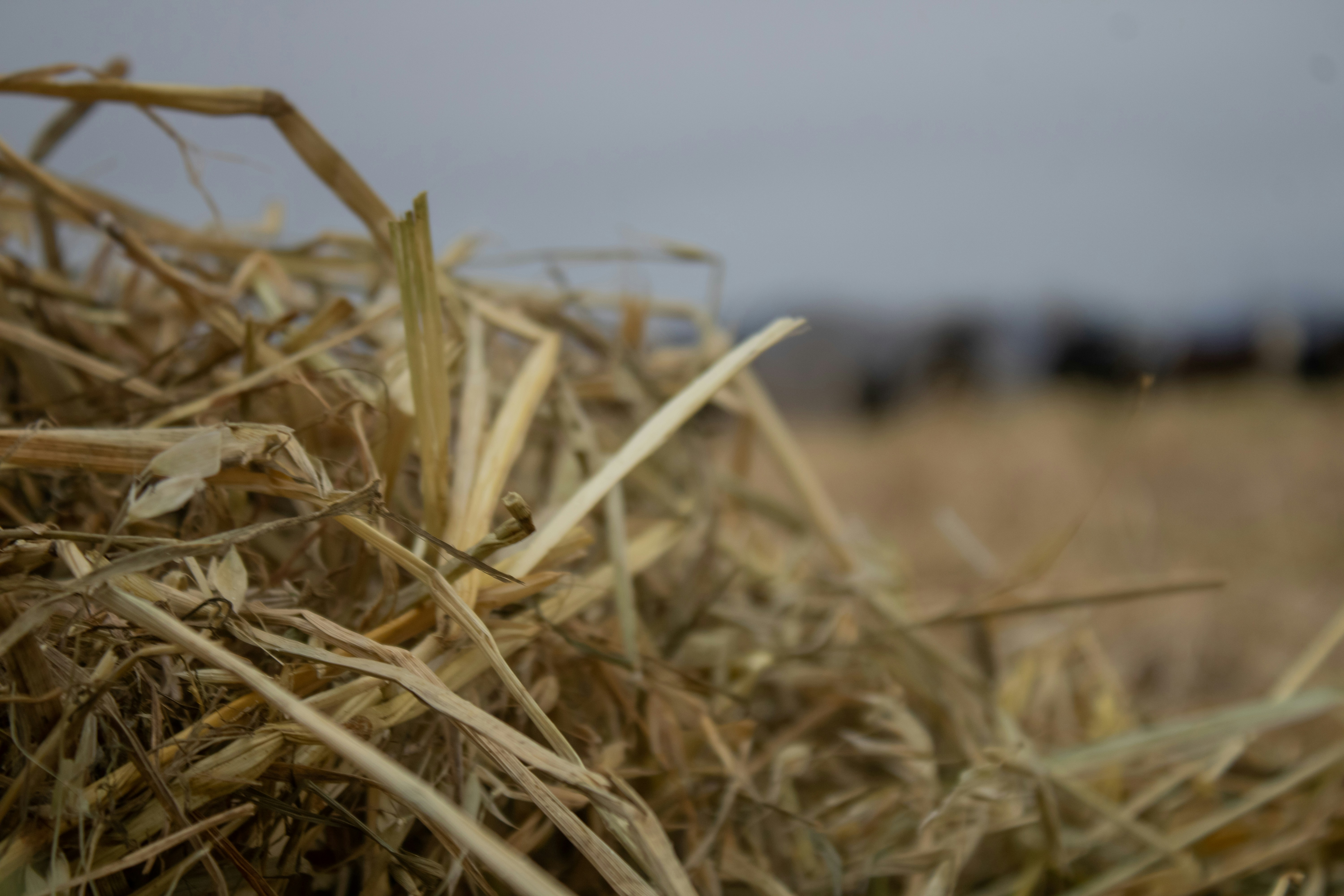 A close up of a pile of hay in a field photo – Free Hay Image on Unsplash