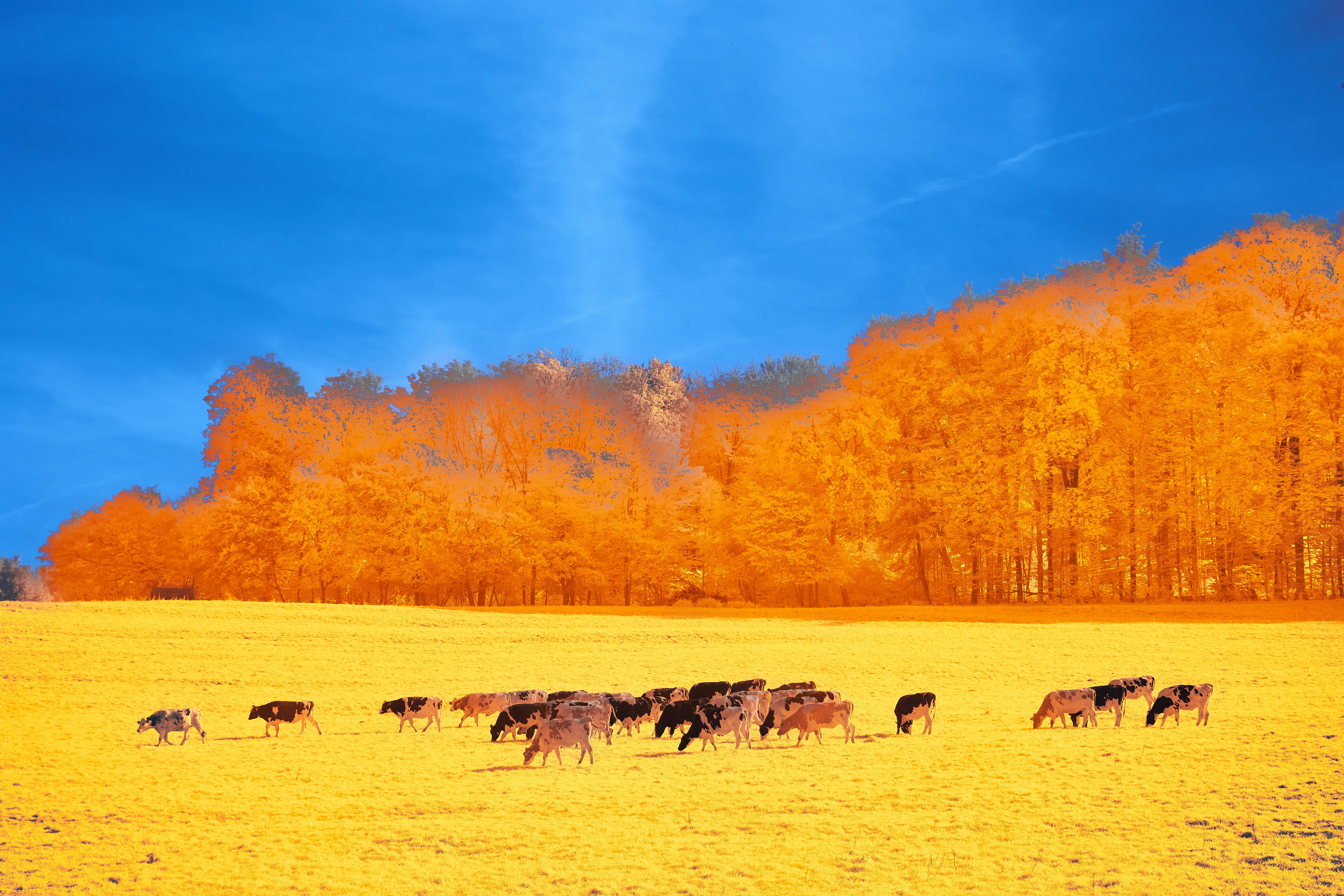 Herd of Horses Crossing a Sunlit Field Beneath an Orange Forest