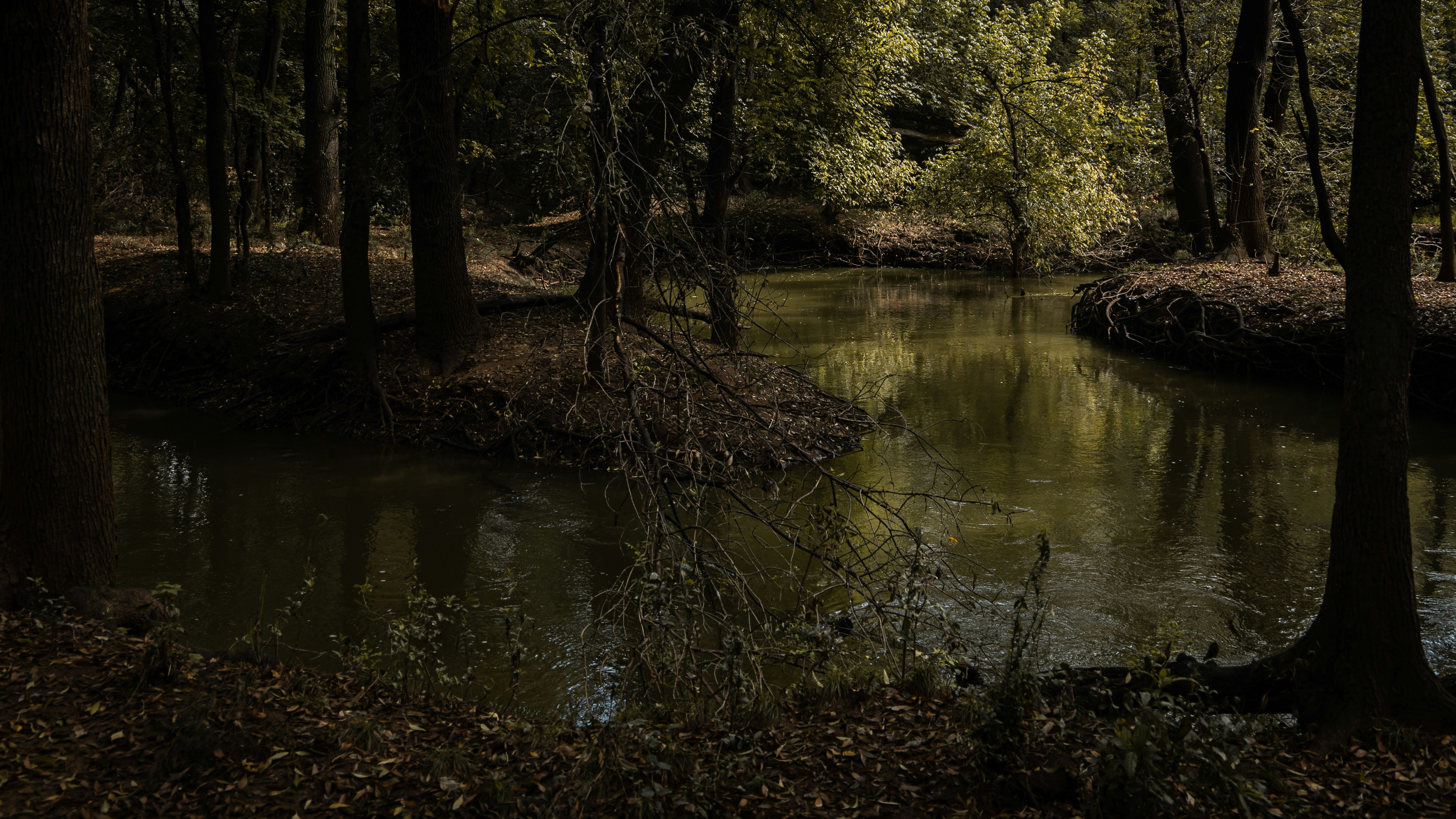 Dusk-Pooled Pond Surrounded by Shadowed Pines