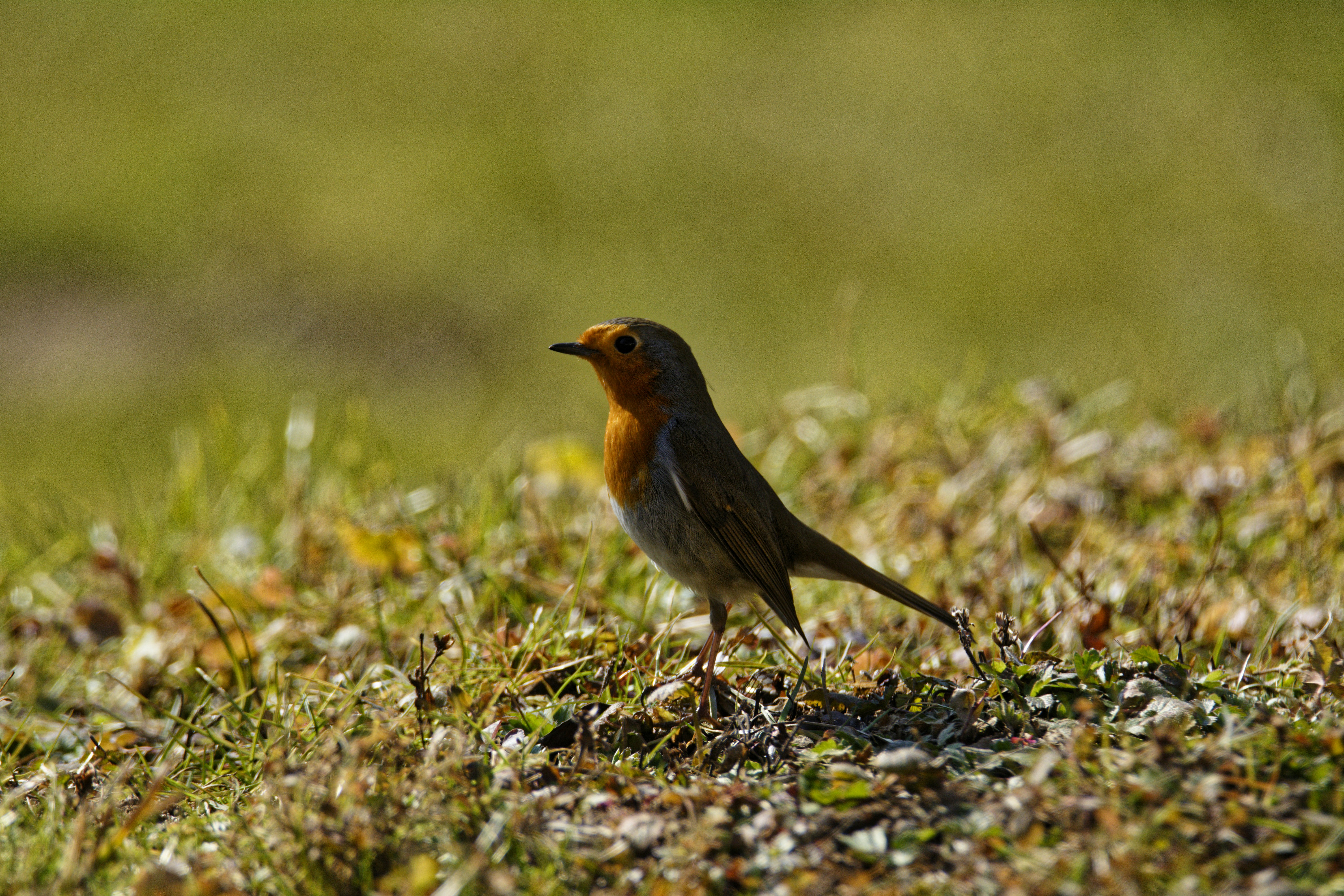 A small bird standing on a patch of grass photo – Free Bird Image on ...