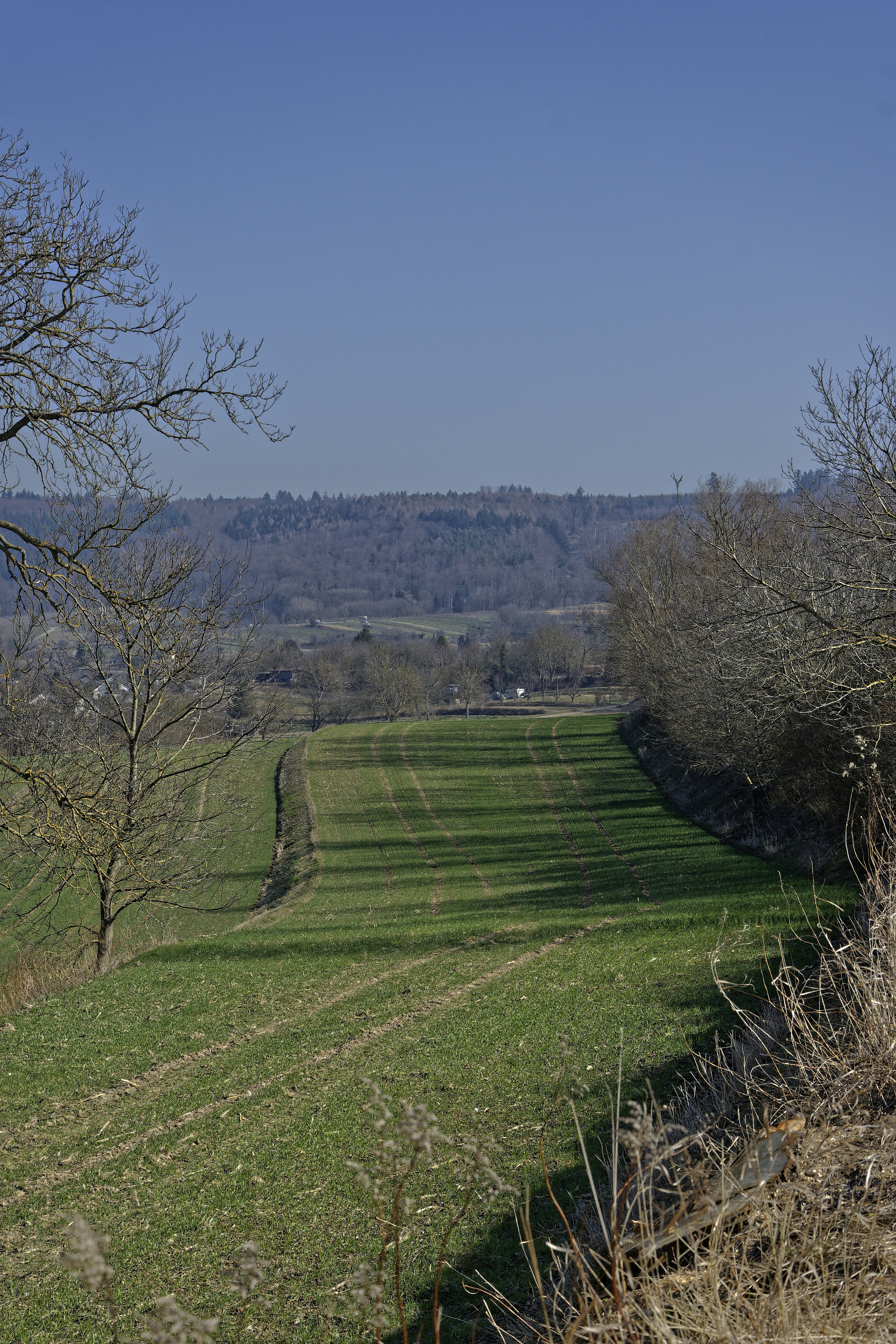Lush green farmland stretches under a clear blue sky, framed by leafless trees, with subtle furrows leading into the distance.