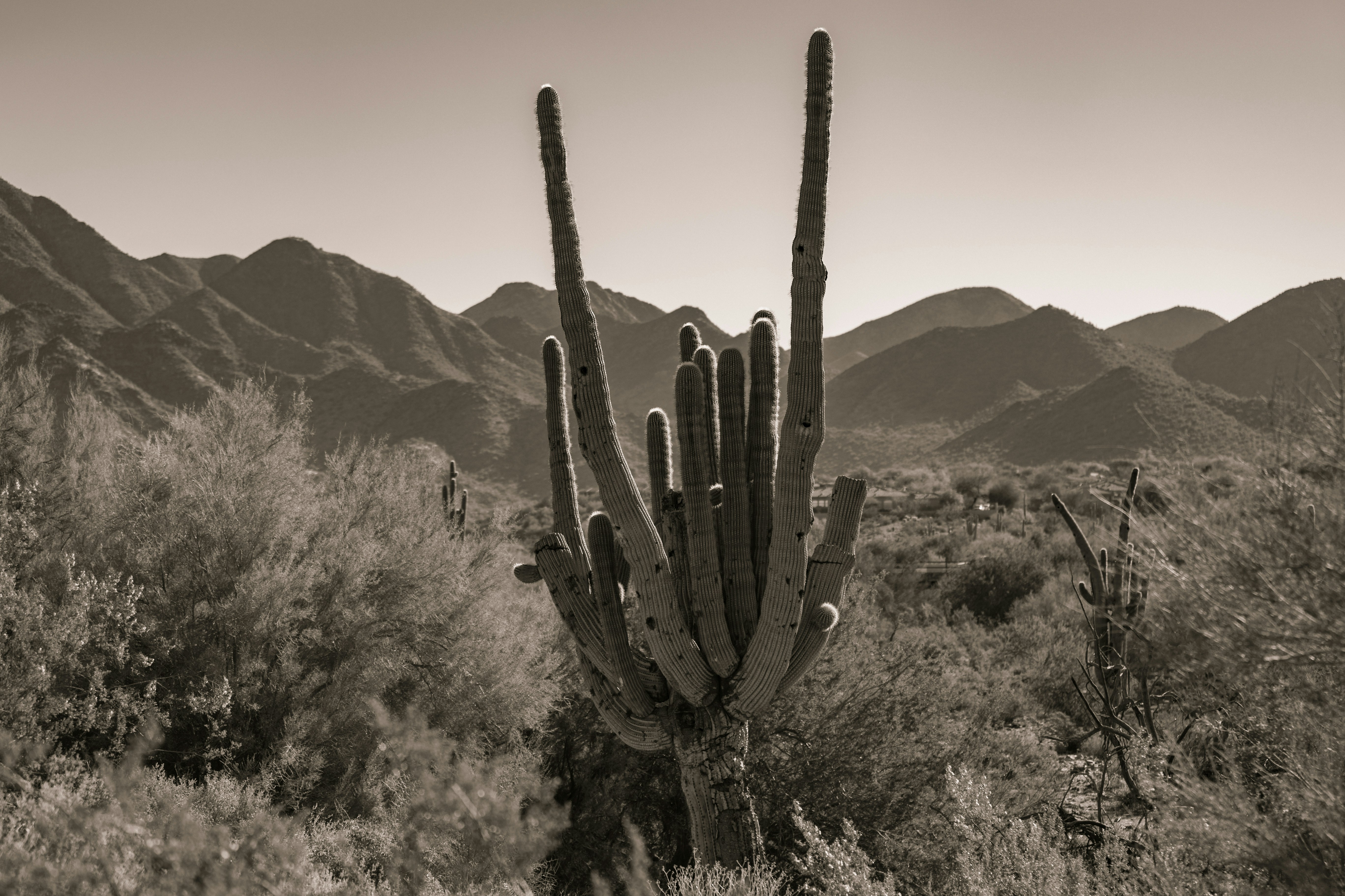 Foto zum Thema Ein Schwarz-Weiß-Foto eines Kaktus in der Wüste ...