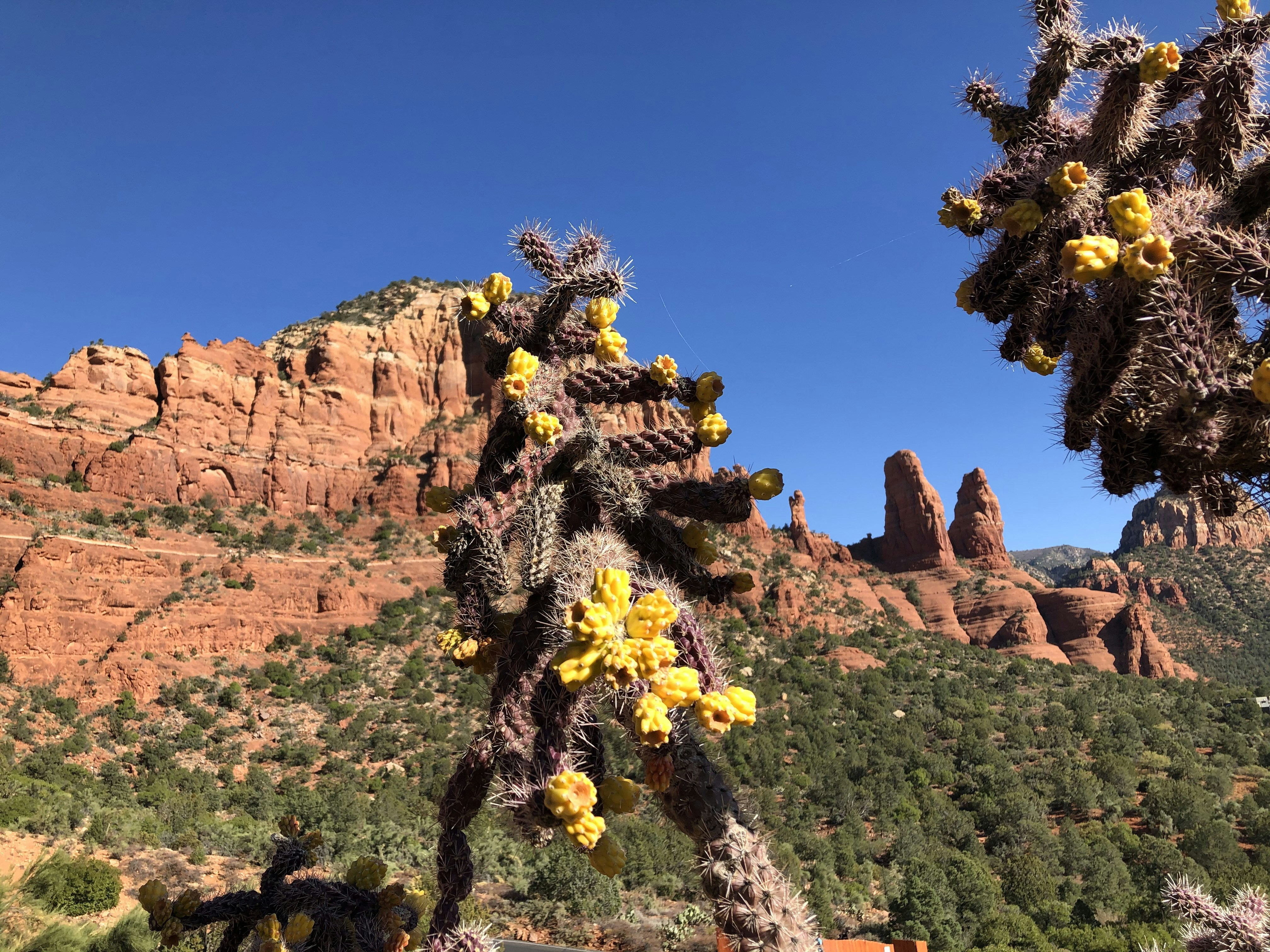 Vibrant yellow cactus flowers contrast with the rugged red rock formations in a desert landscape.