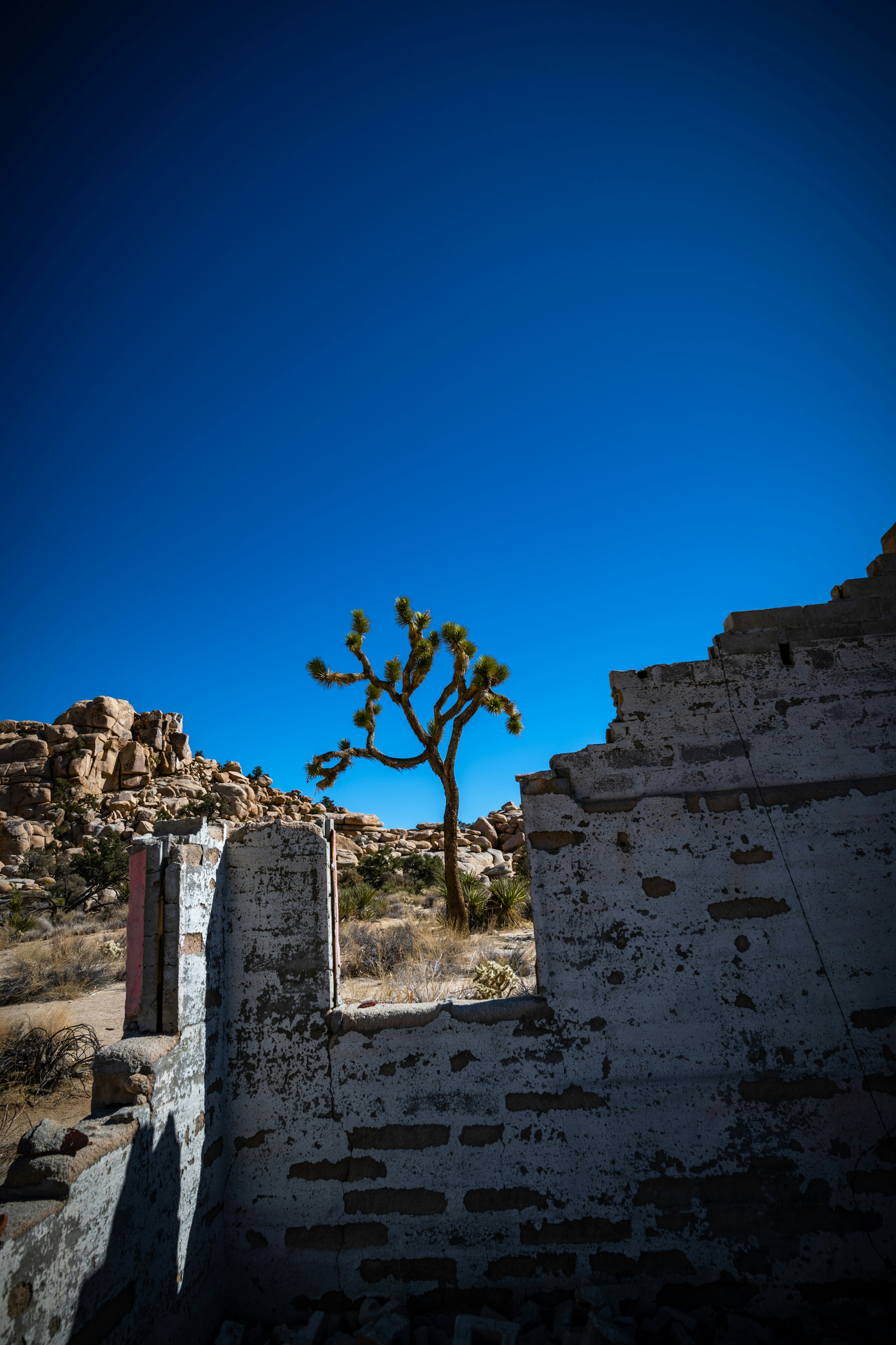 Ruins Framing a Joshua Tree Under a Cerulean Desert Sky
