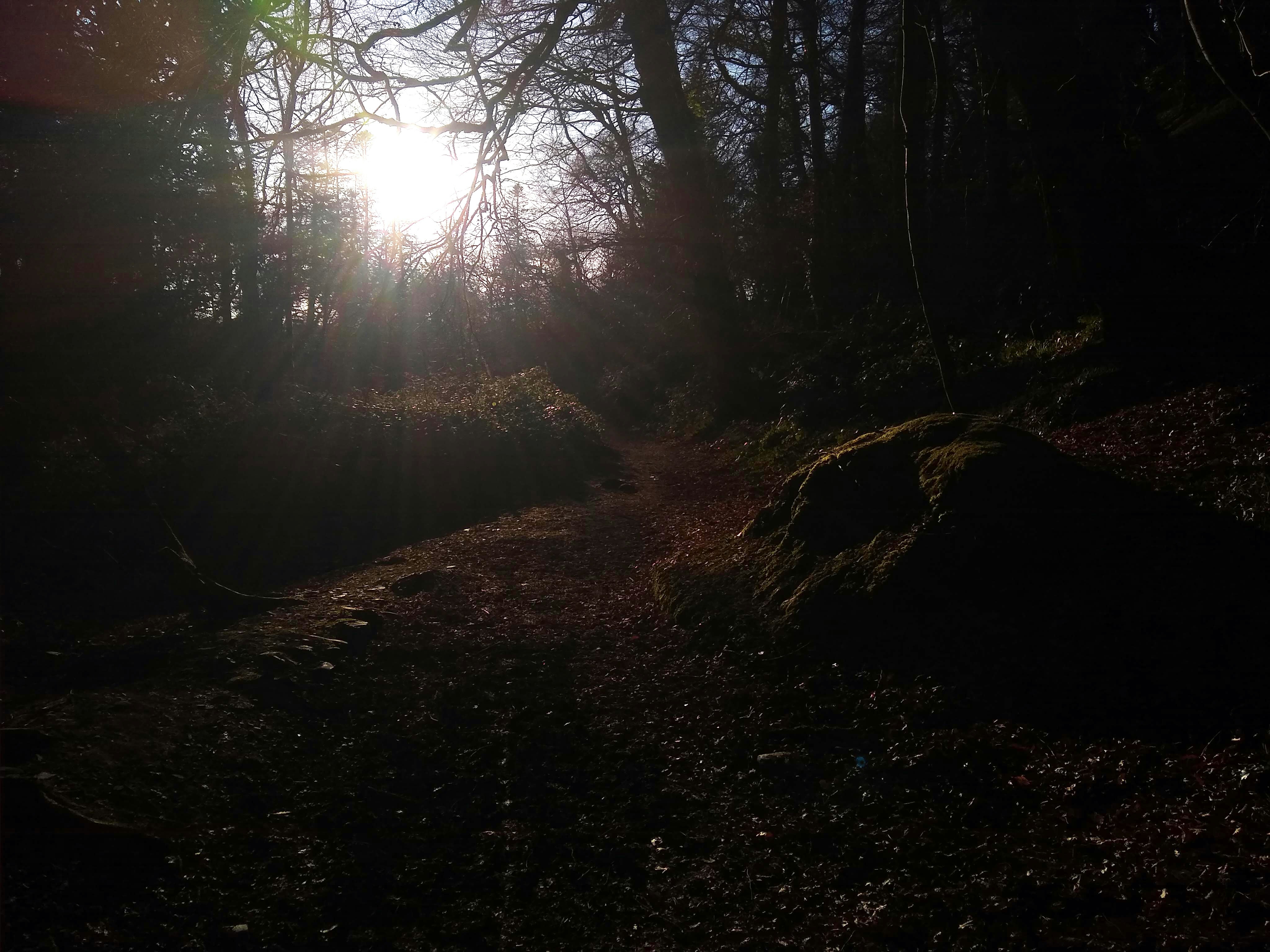 Sunlit Path Through a Shadowed Forest